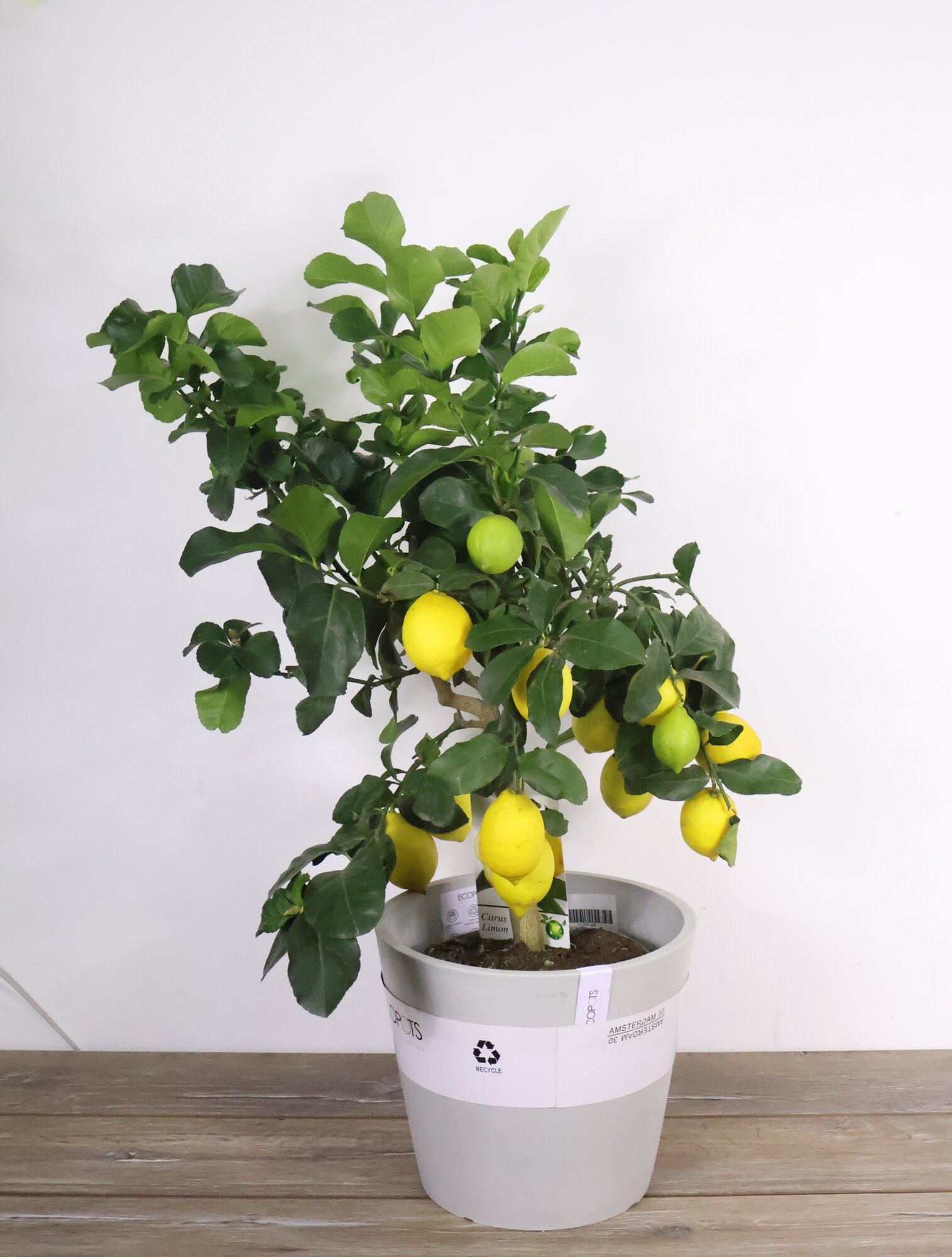 Лимонное дерево в кашпо «Экопотс» 30/80