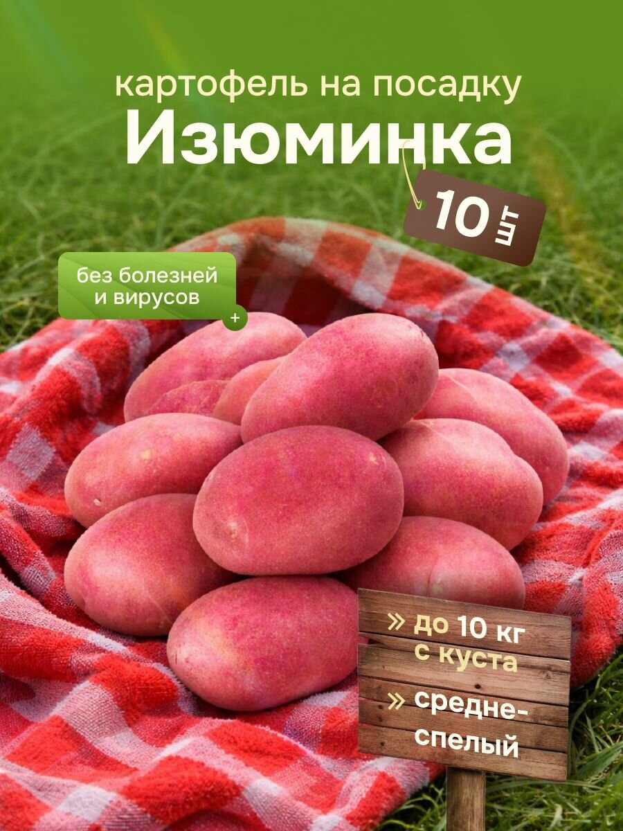 Семенной картофель на посадку Изюминка 10 шт (среднеранний)