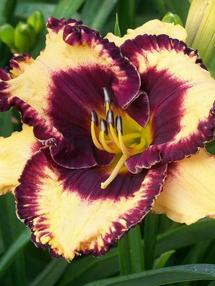 Лилейник Опен Май Айз