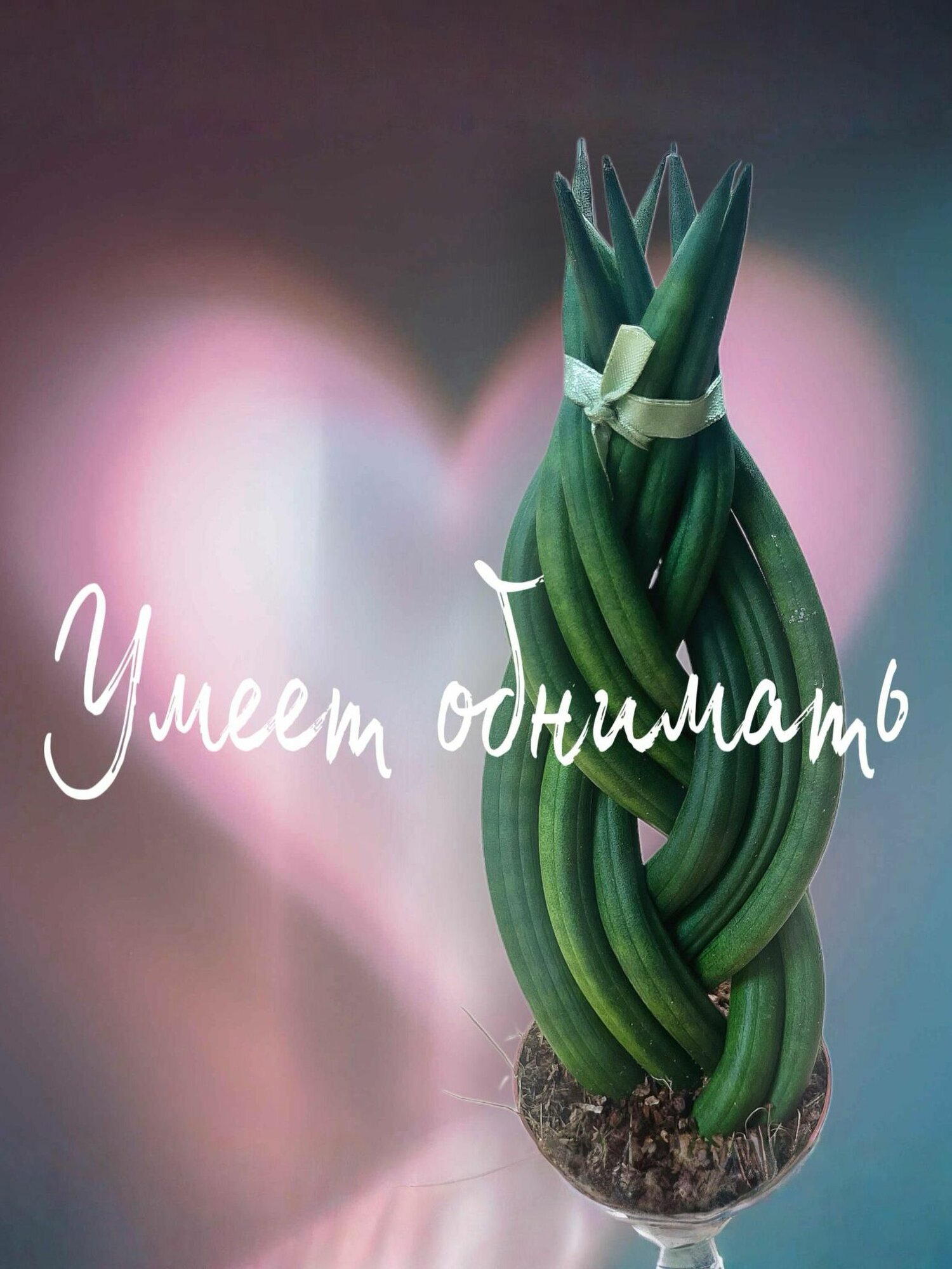 Сансевиерия Цилиндрика Косичка 30*9