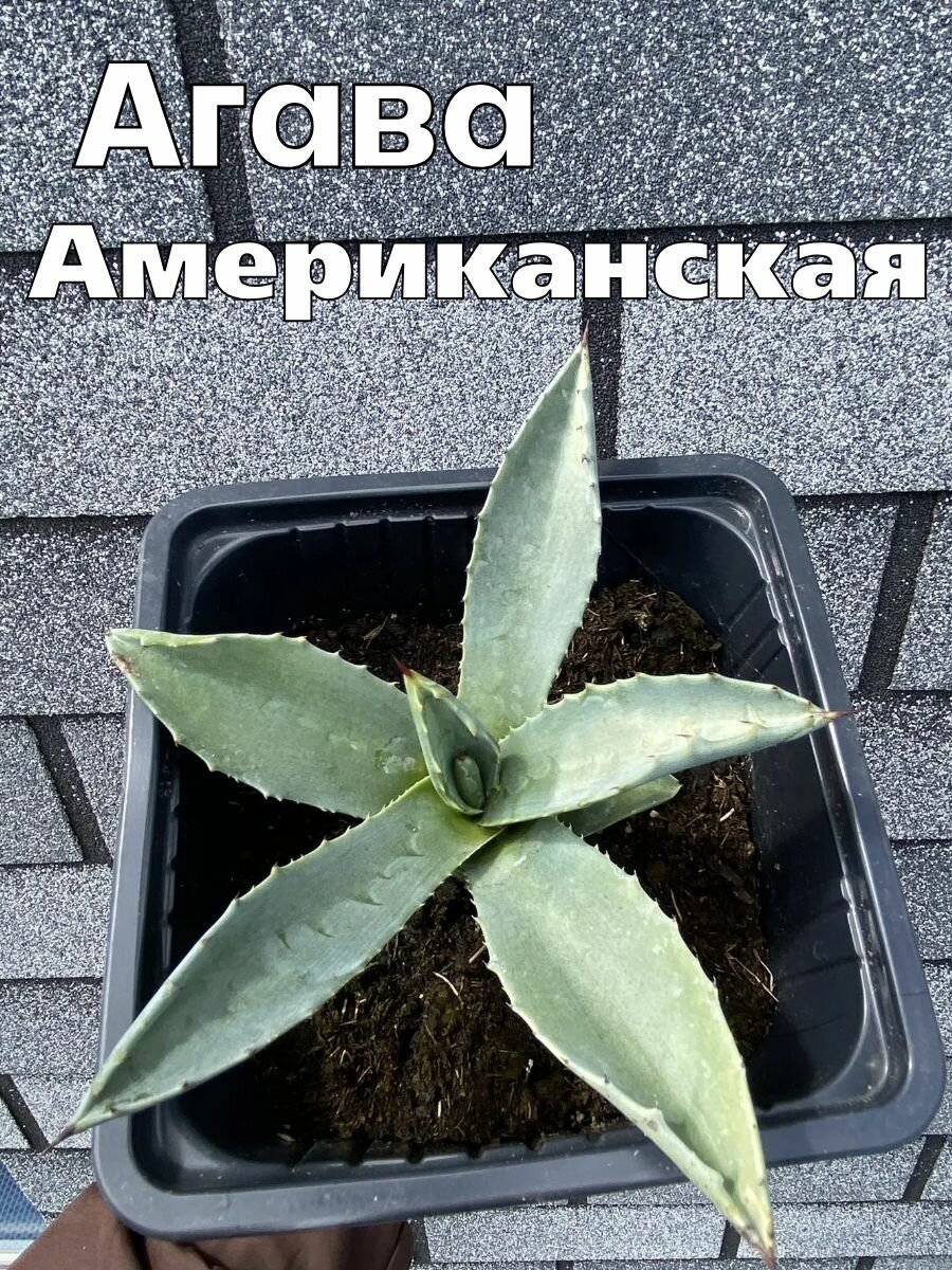 Агава Американская (Agave americana)