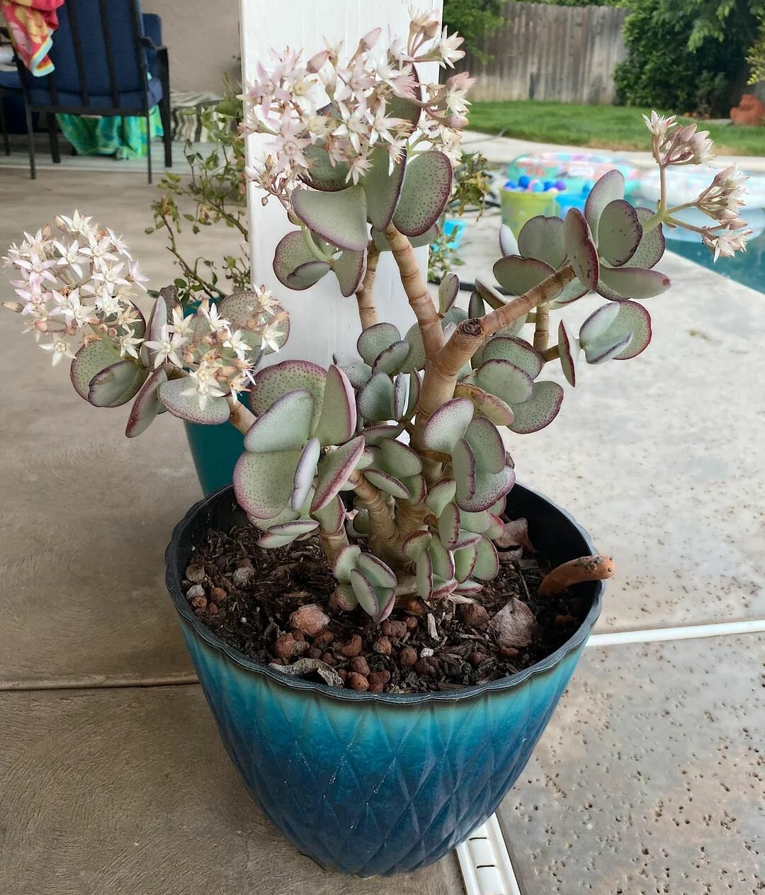 Крассула Сильвер Доллар (Crassula Silver Dollar) D5см, живой суккулент