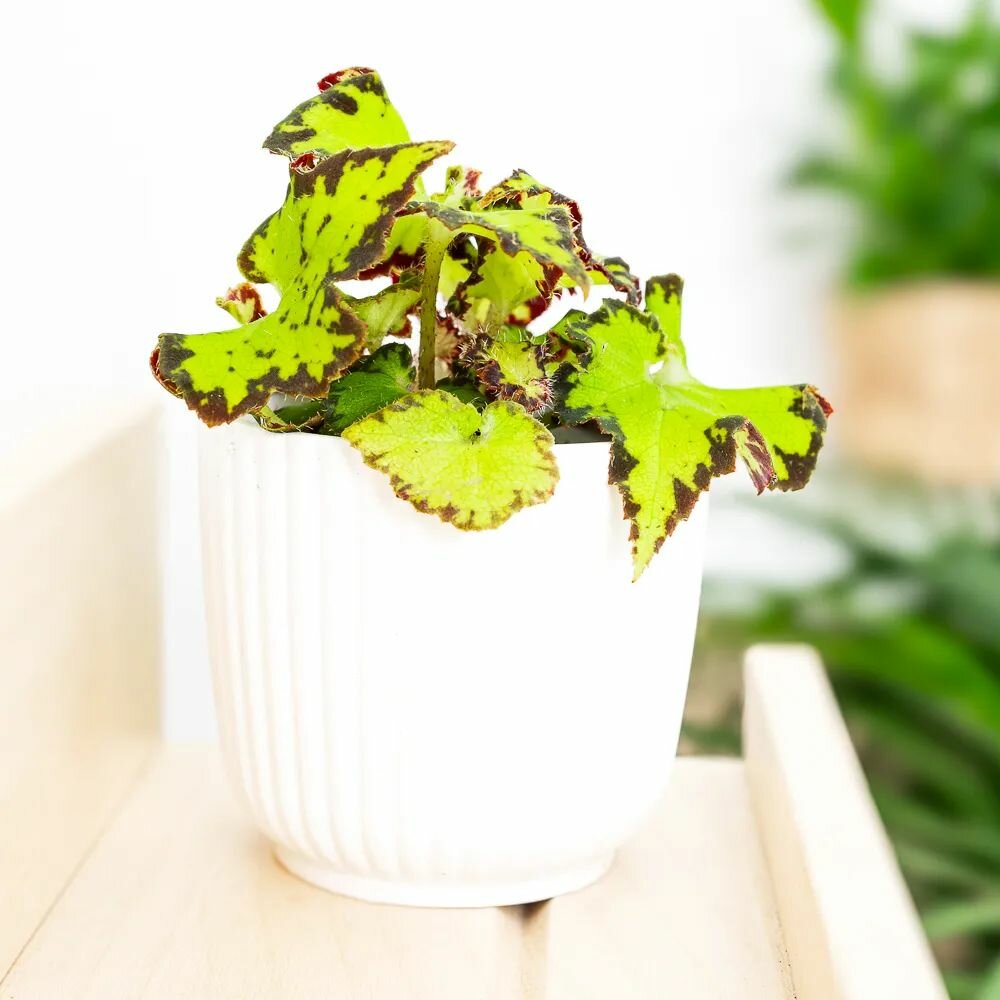 Бегония Рекс Ред Джайв (Begonia Rex Red Jive) D12см, растение в горшке