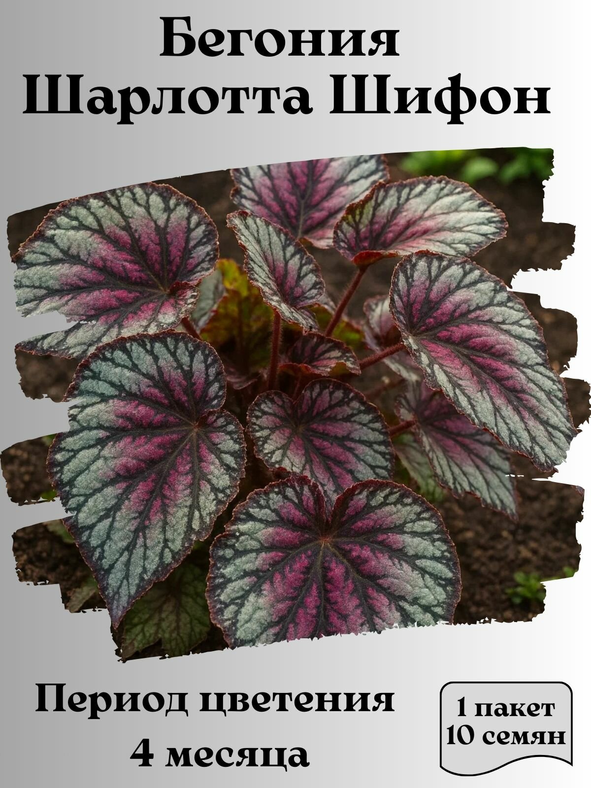 Бегония Шарлотта Шифон, 10 шт, 15 гр.