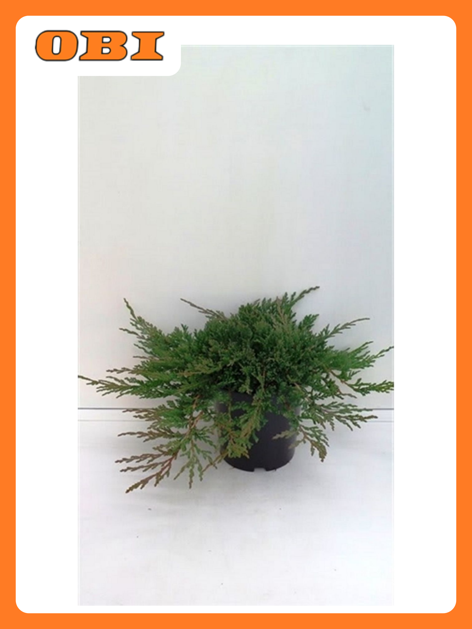 Можжевельник Принц Уэльса 882151, многолетнее, декоративное растение