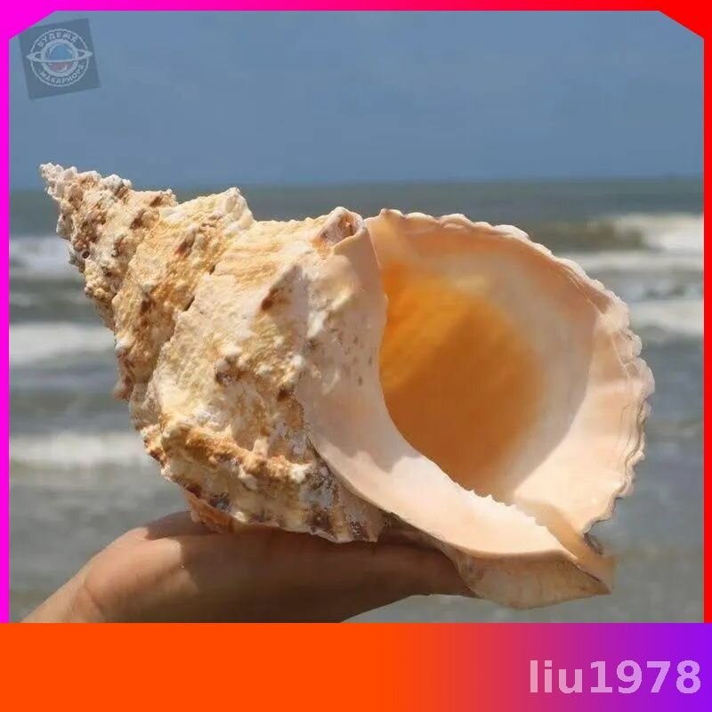 Ракушка морская натуральная Бурса Бубо12cm-13cm-liu1978
