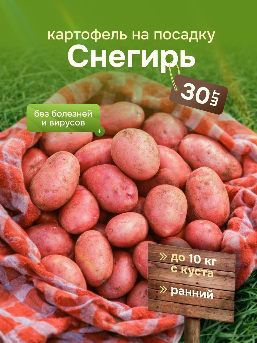 Семенной картофель на посадку Снегирь 30 шт (ранний)