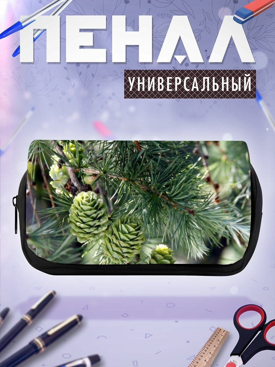 Школьный пенал растение хвойные конуса