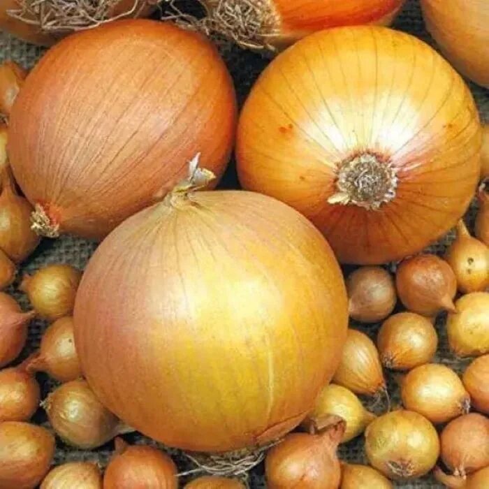 Лук севок Шетана 1 кг