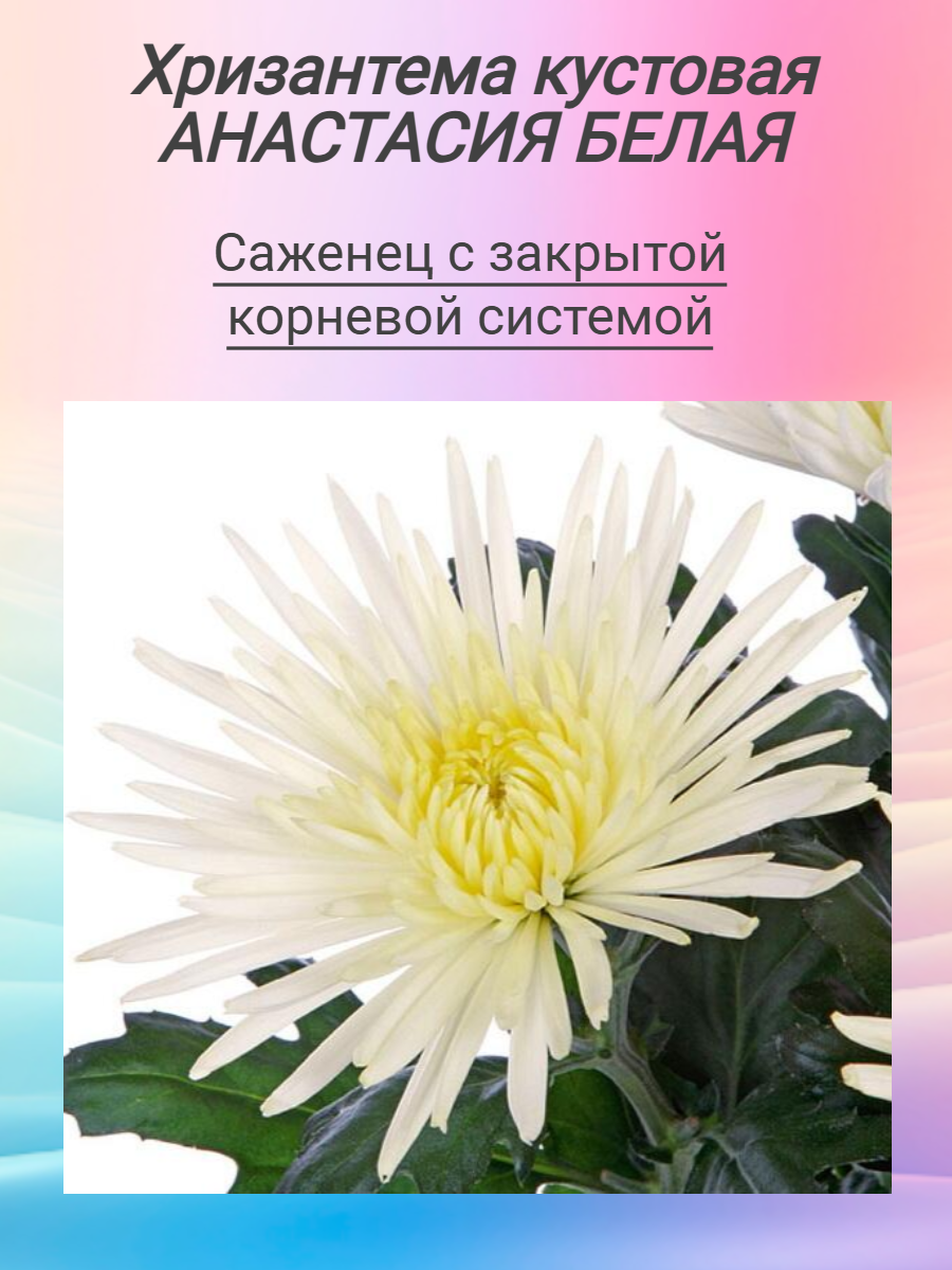 Хризантема кустовая Анастасия Белая