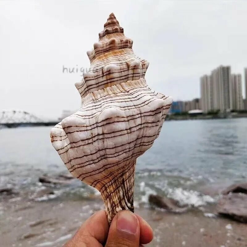 Ракушка морская натуральная Бурса Бубо12cm-13cm