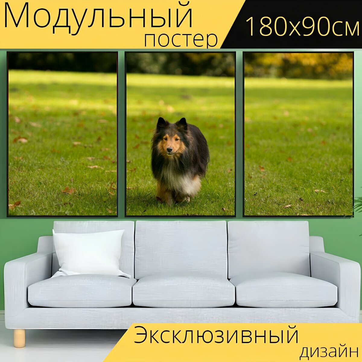Модульный постер "Собака, шелти, постоянный" 180 x 90 см. для интерьера на стену в тубусе