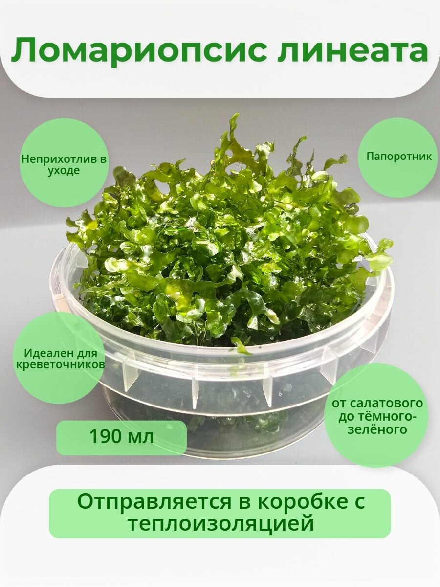 Папоротник Ломариопсис линеата (Lomariopsis lineata). Живое растение для аквариумов, убежище для мальков