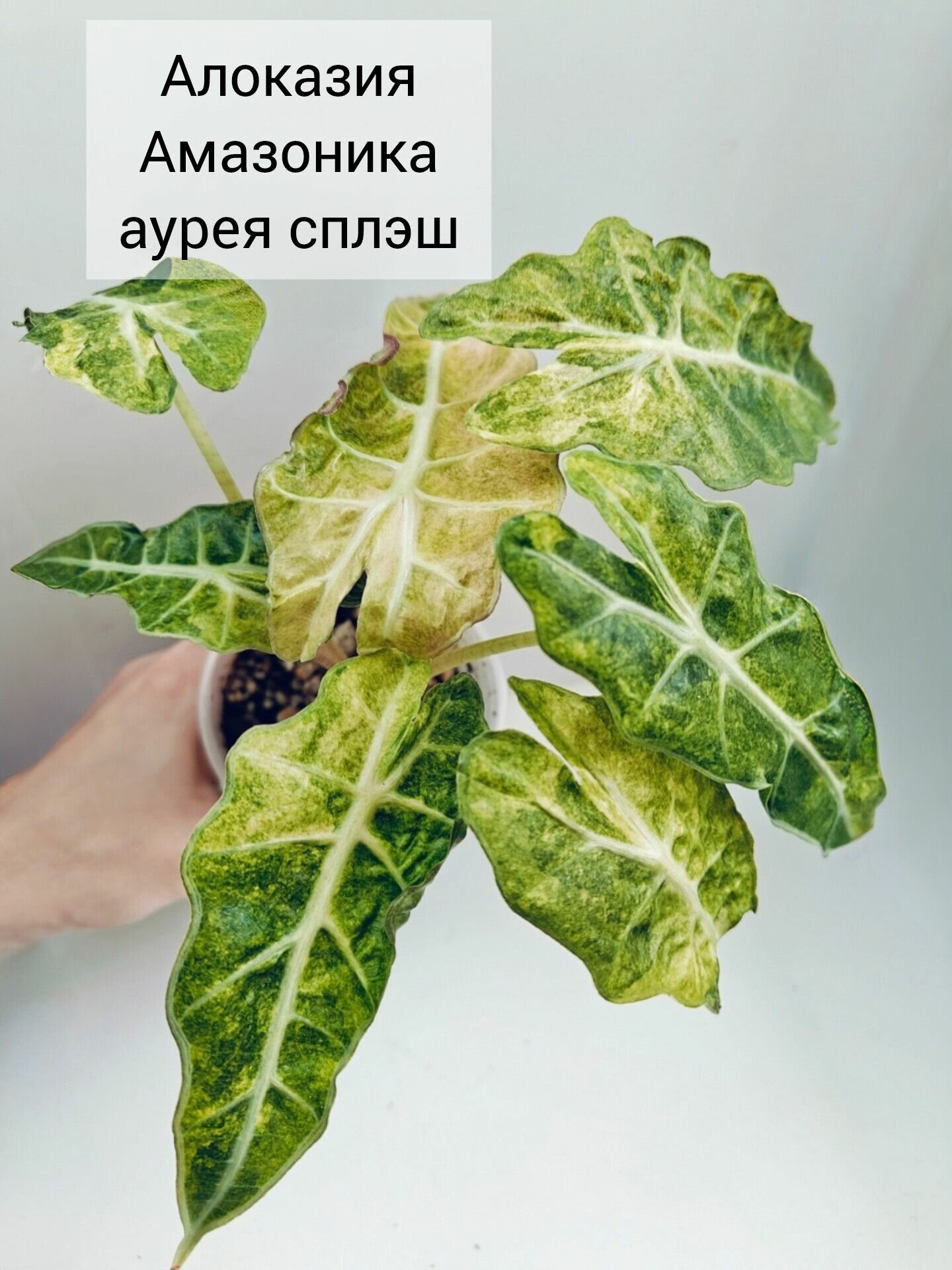 Алоказия Амазоника аурея сплэш / клубень мелкий