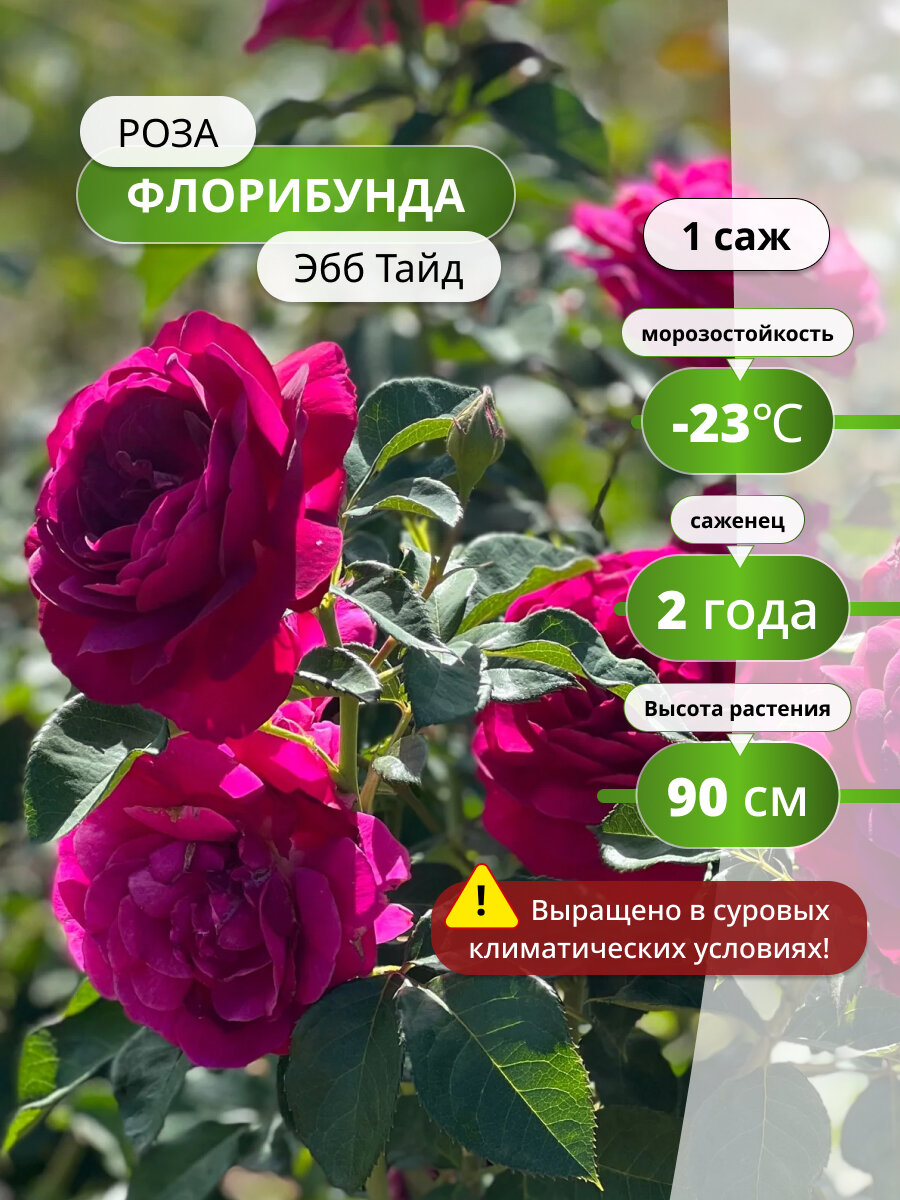 Роза флорибунда Эбб Тайд (Ebb Tide) / 1 шт, розы, ароматные, пионовидные
