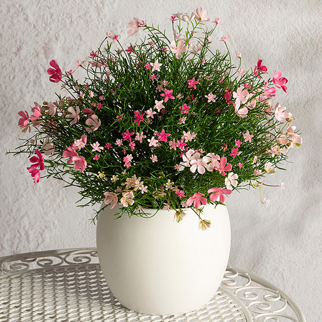 Искусственный цветок в горшке Джиноза 36 см, розовый, Summer Deco, 5010045