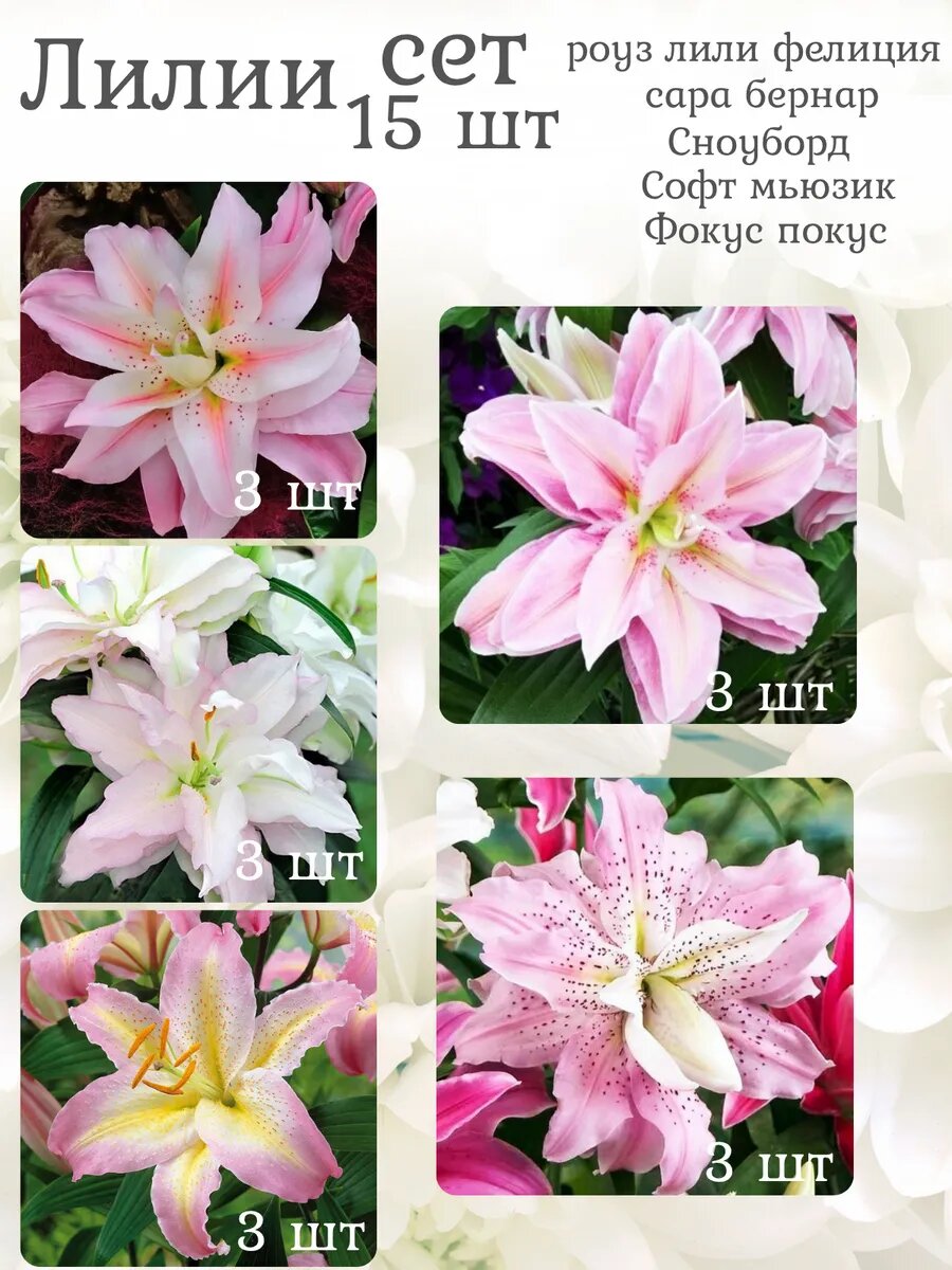 Лилия луковицы, многолетние цветы для посадки, Сет 15 шт