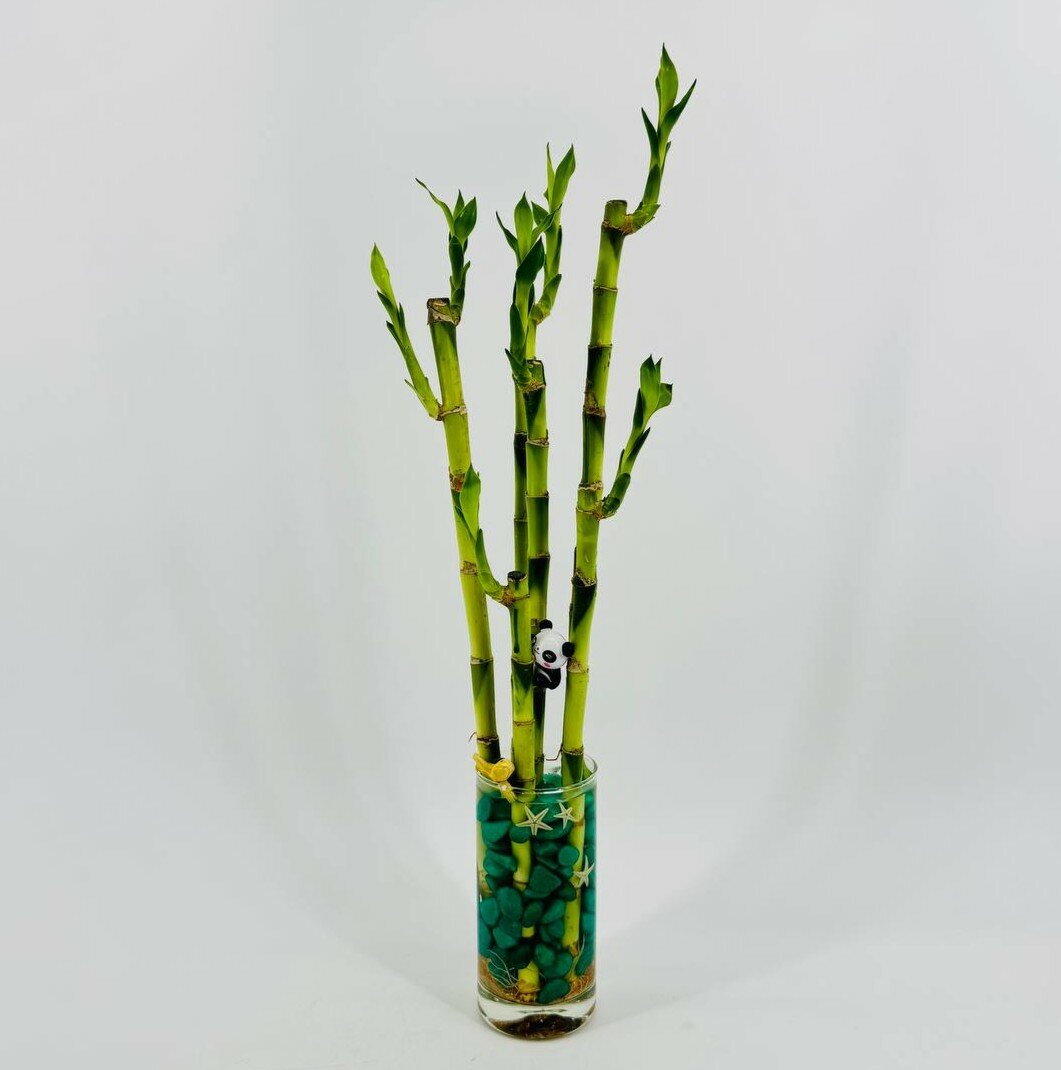 Бамбук в вазе с декоративной фигуркой панда. "Счастливый Бамбук" - Drасаеnа Luсky Ваmbоо. Драцена Сандериана ( Drасаеnа Sаndеriаnа )