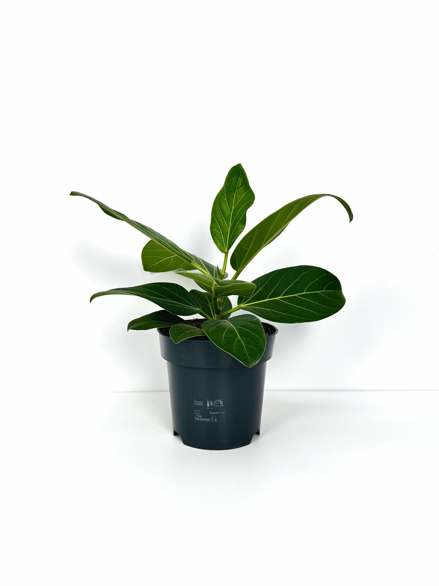 Фикус Бенгальский Одри в кремовом керамическом горшке с поддоном, высота 40-45см