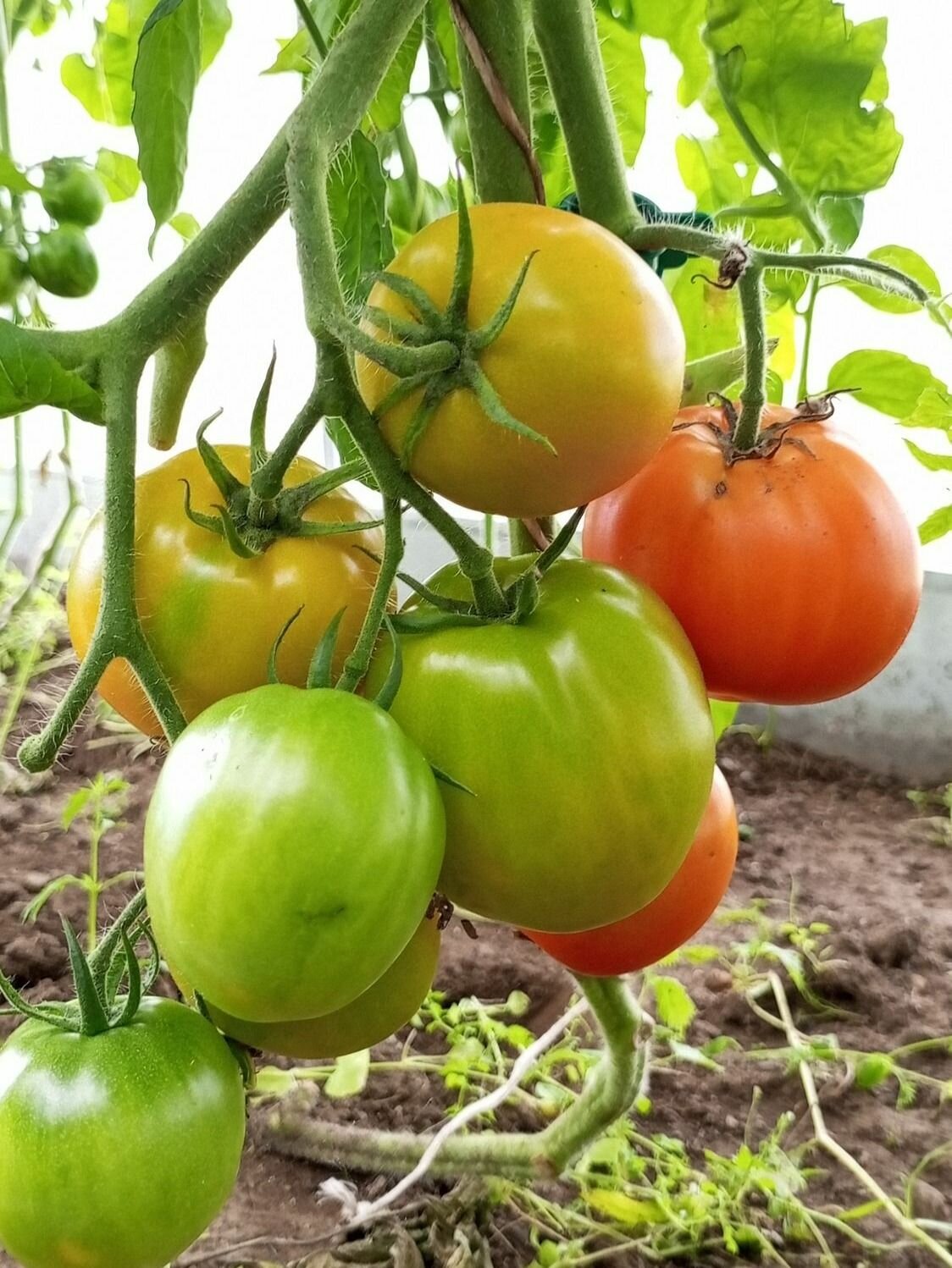 Медовое сердце 7шт+бонус