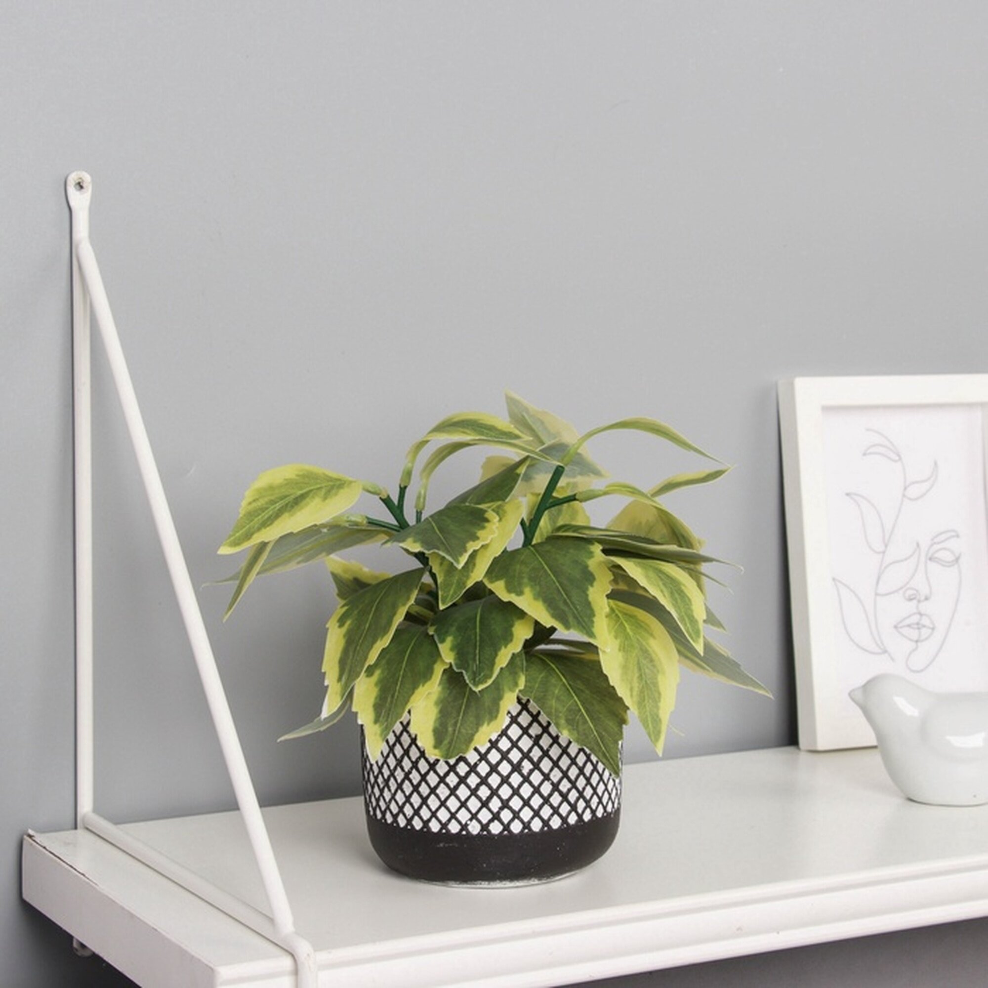 Бонсай Сима-ленд «Хоста галант пестрая», в горшке, пластик, 20x9 см