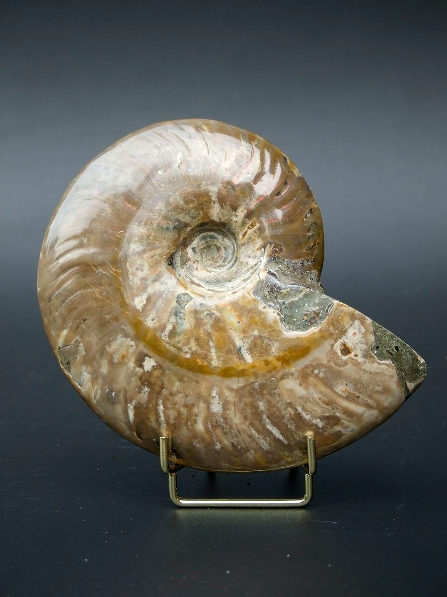 Натуральный аммонит Cleoniceras 115 мм на стол из Мадагаскара