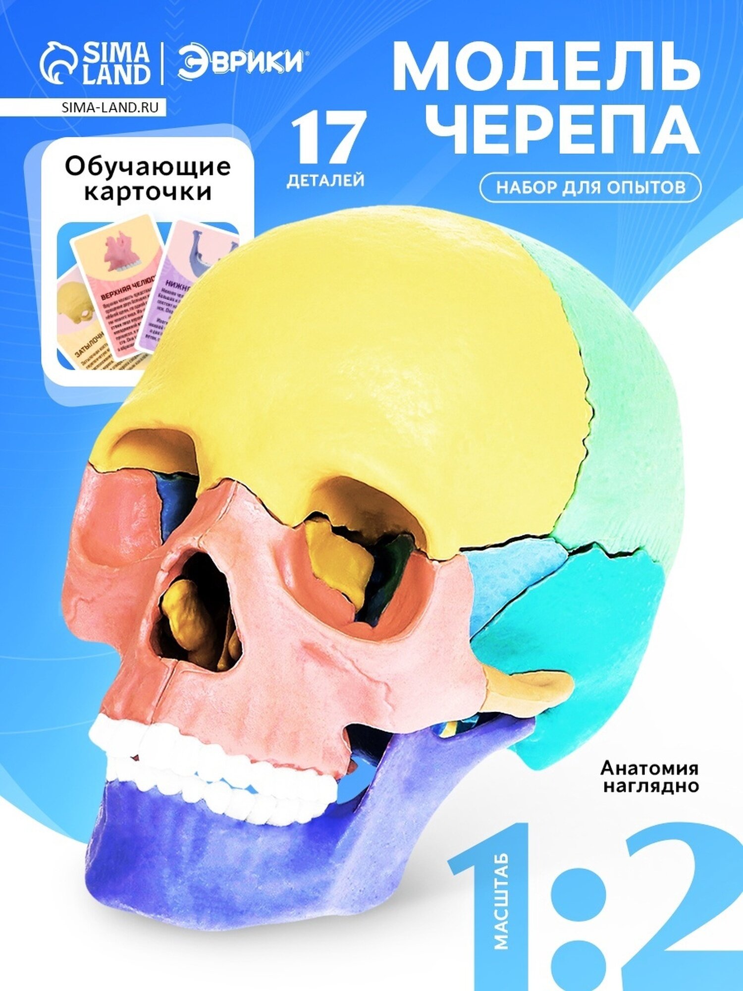 Набор для опытов эврики «Череп человека», анатомическая модель, 1:2, 10 карточек