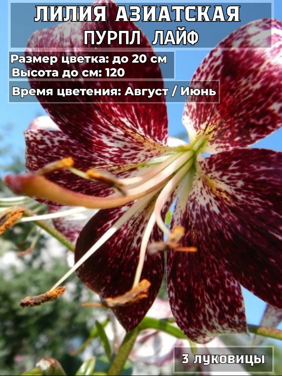 Лилия азиатская Пурпл лайф, 3 луковицы