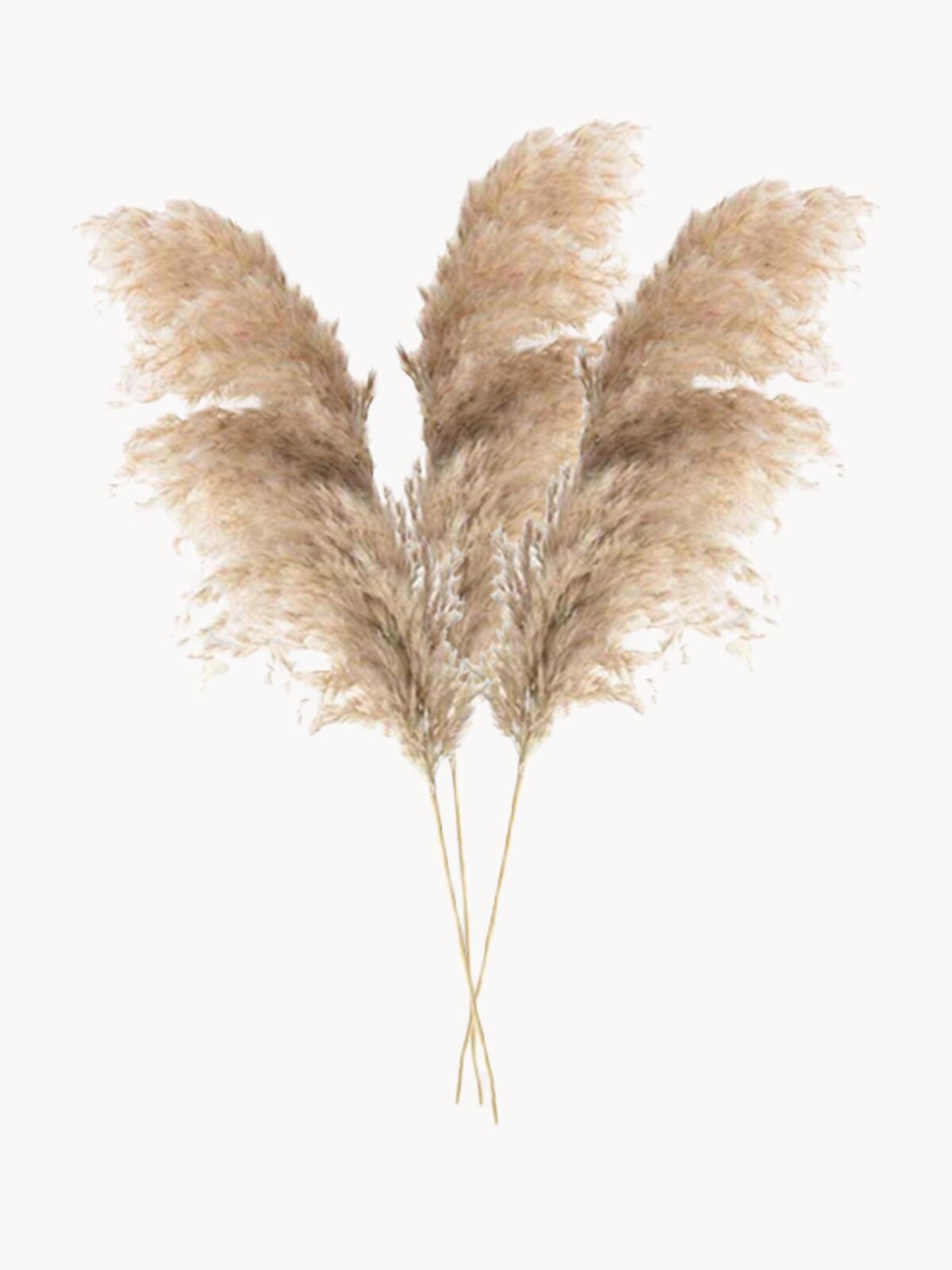 Пампасная трава высокая 110см, Сухоцветы для декора ARANTA, 5 веток
