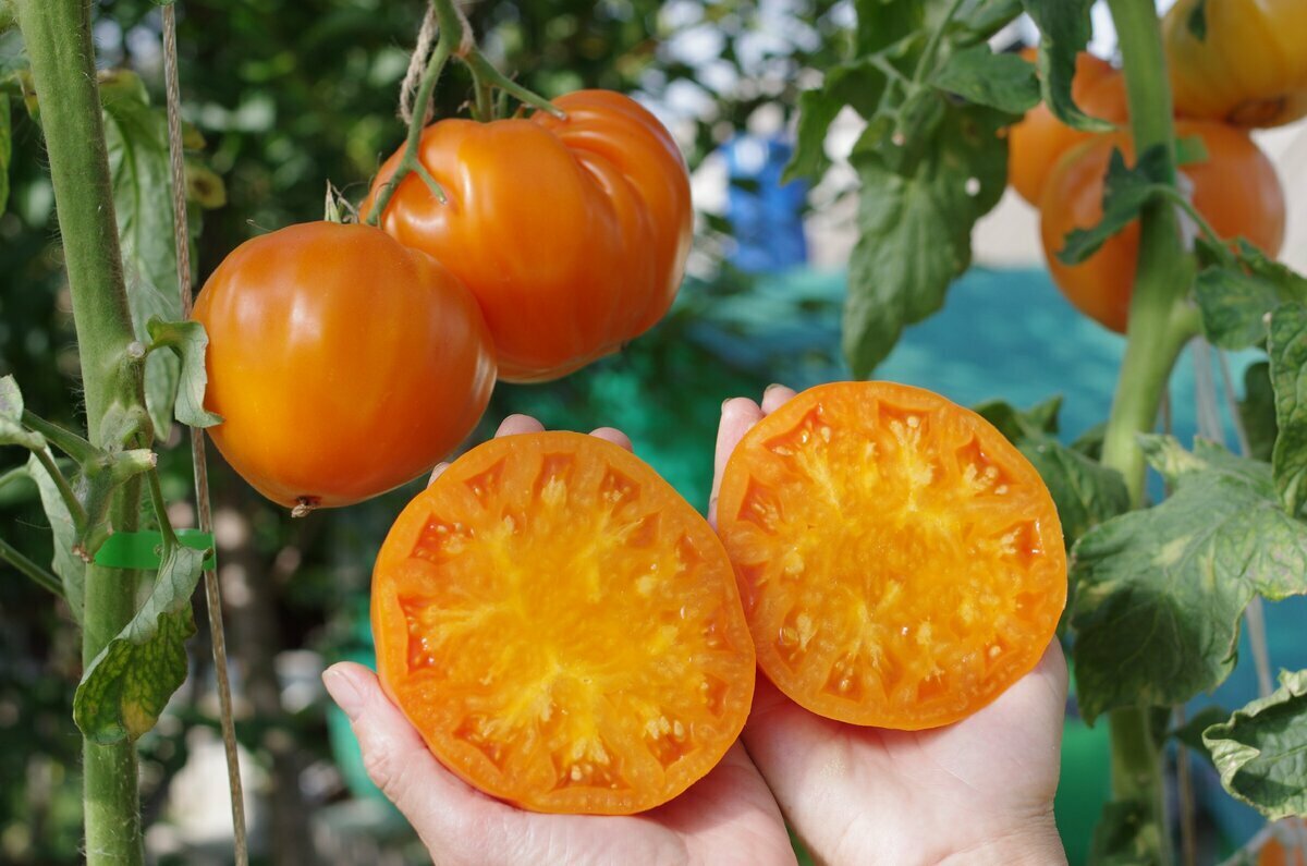 Семена томата "Амана Оранж", 10-15 шт, крупноплодный, сладкий, оранжевый