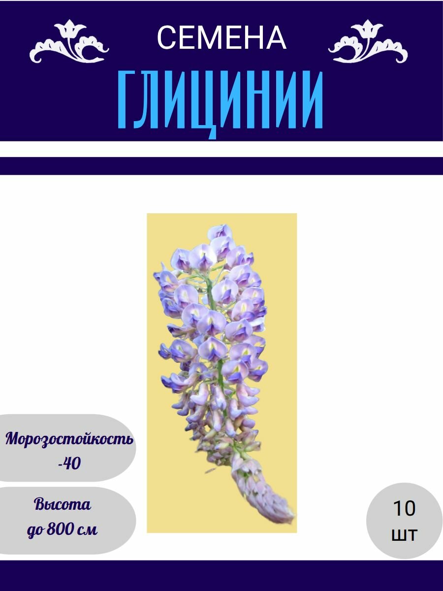 Семена глицинии Блю Мун (Wisteria Blue Moon), морозостойкая, 10шт, сбор 2025г