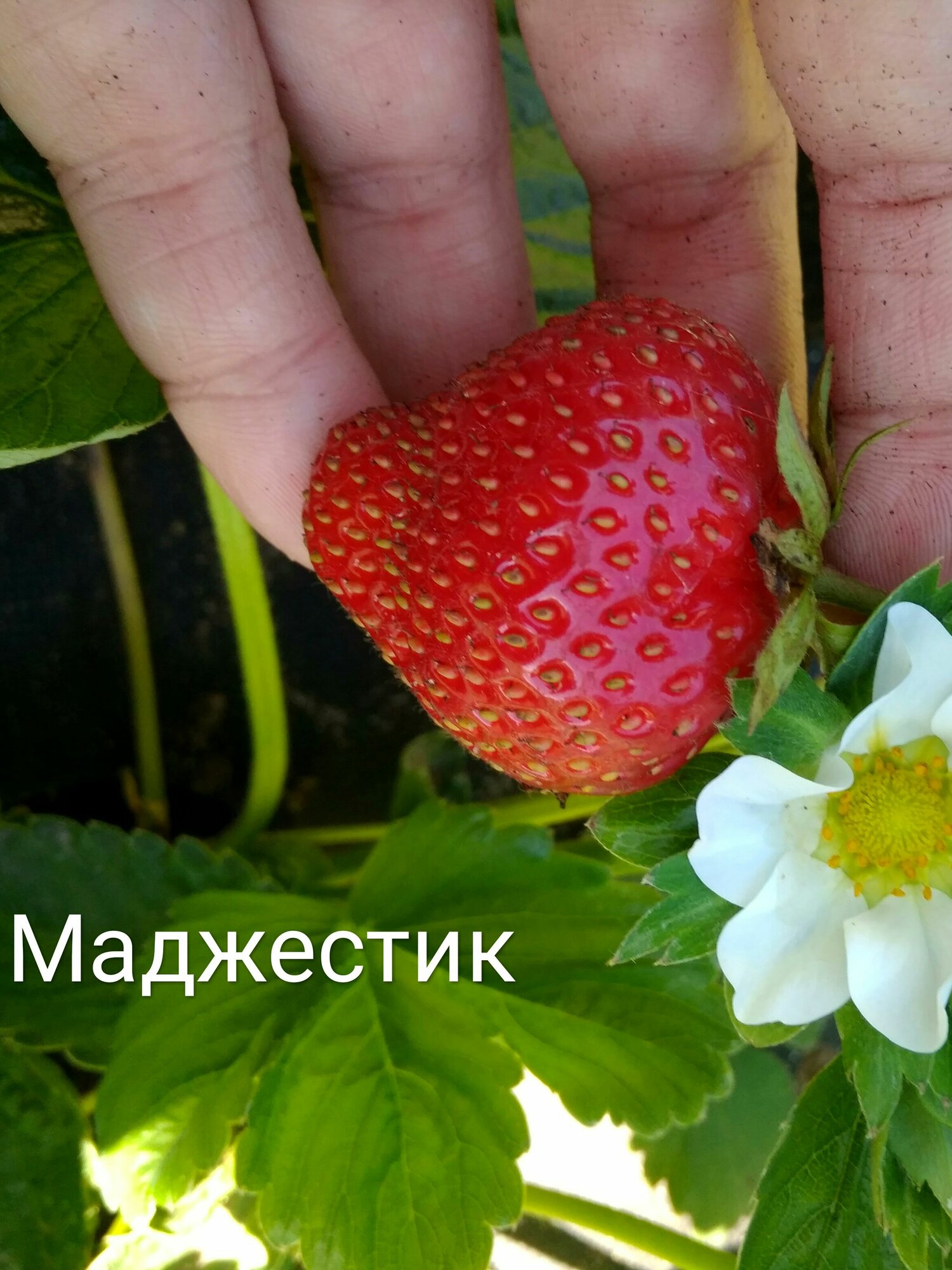 Земляника ремонтантная, сорт - Маджестик. семена 50+ штук и подарок