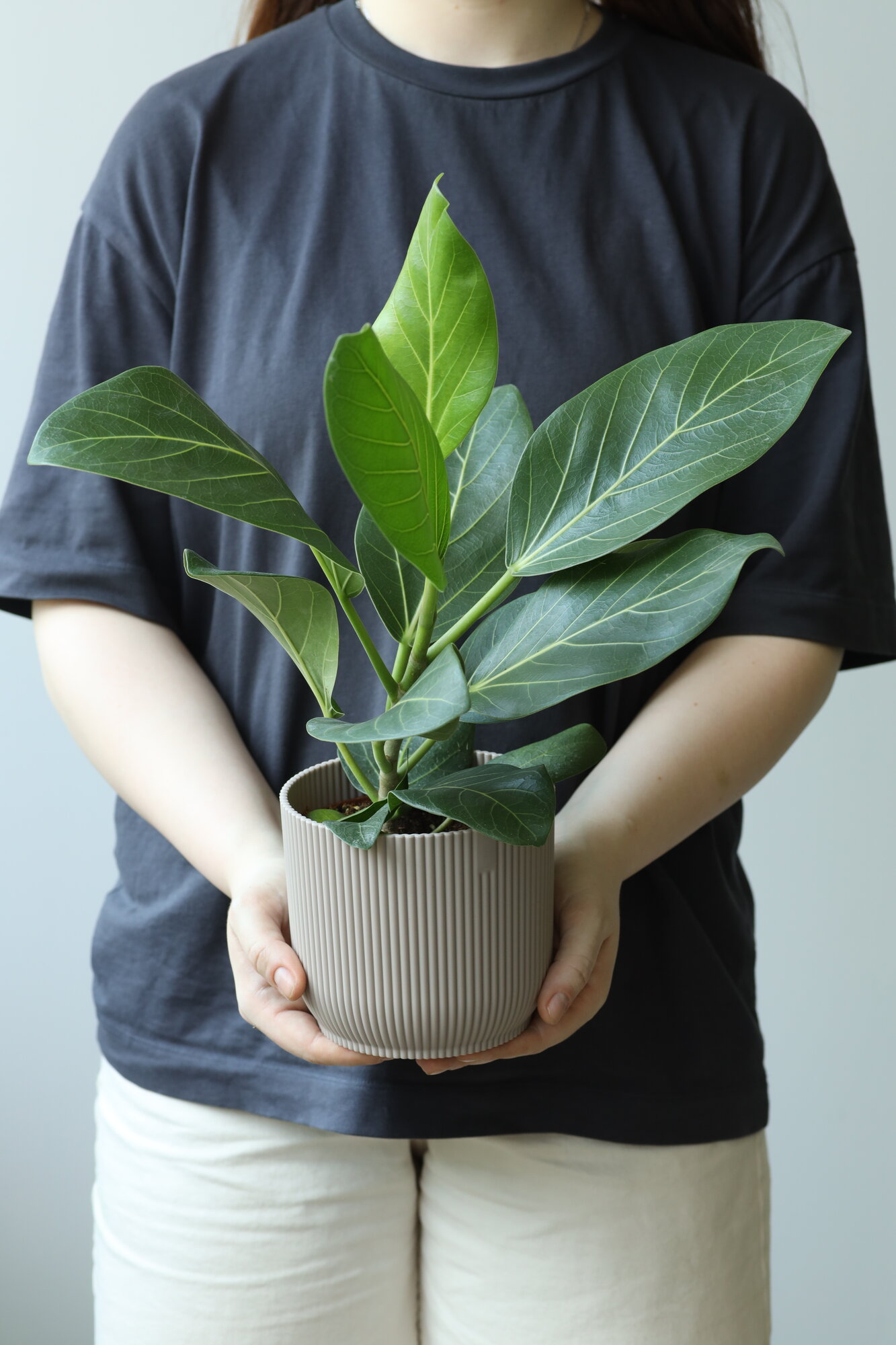 Фикус Бенгальский Одри (d12/ h35)