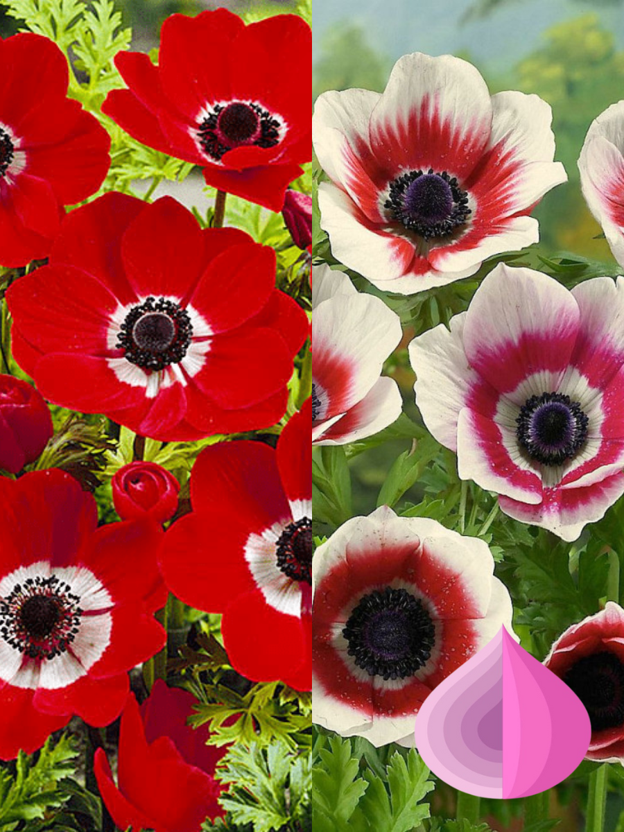 Луковицы цветов, bulbs servise, TWIN Анемона Голландия 10 шт/ Анемона Биколор 10 шт(20луковиц)