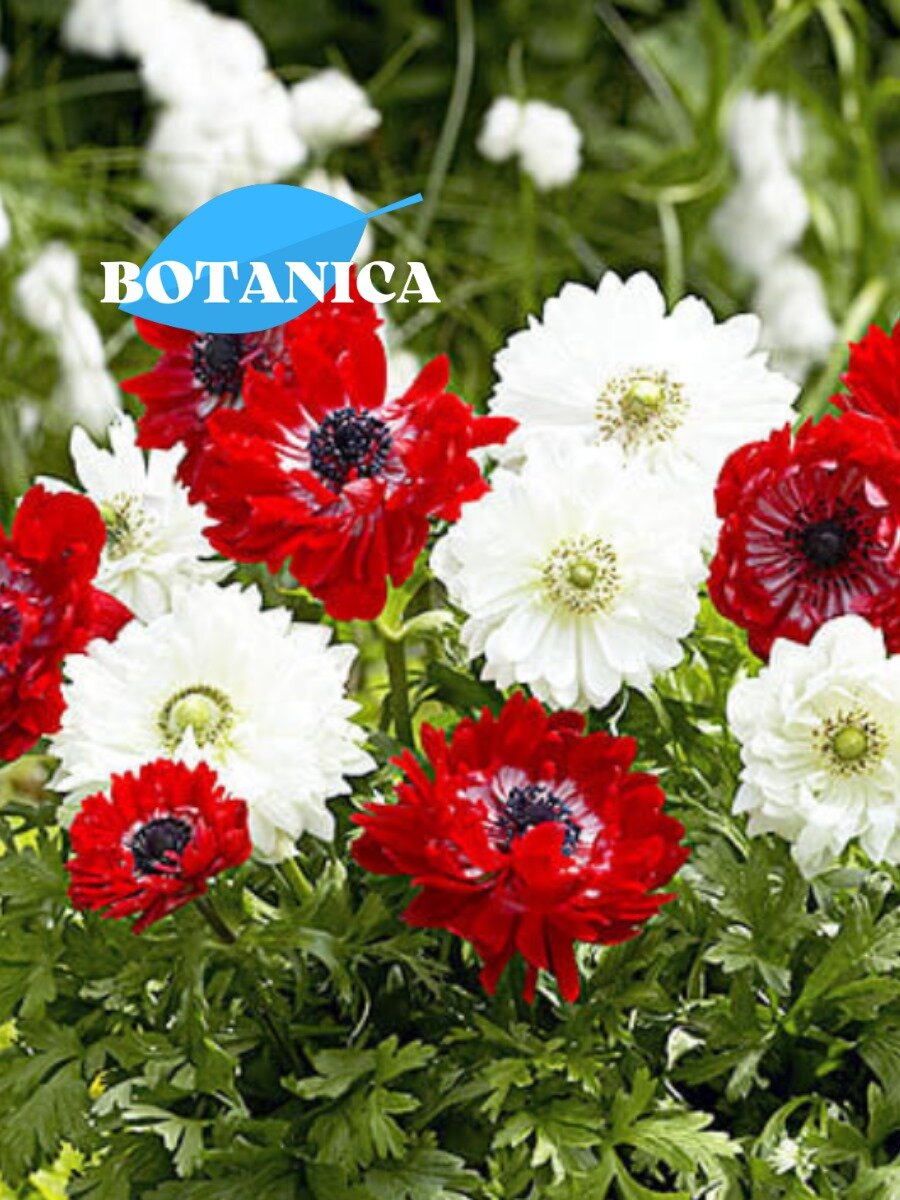 Луковицы цветов, botanica garden, анемоны красный И белый микс, 10 штук