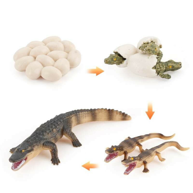 Crocodile amphibian and reptile development cycle model pvc educational display for students style a