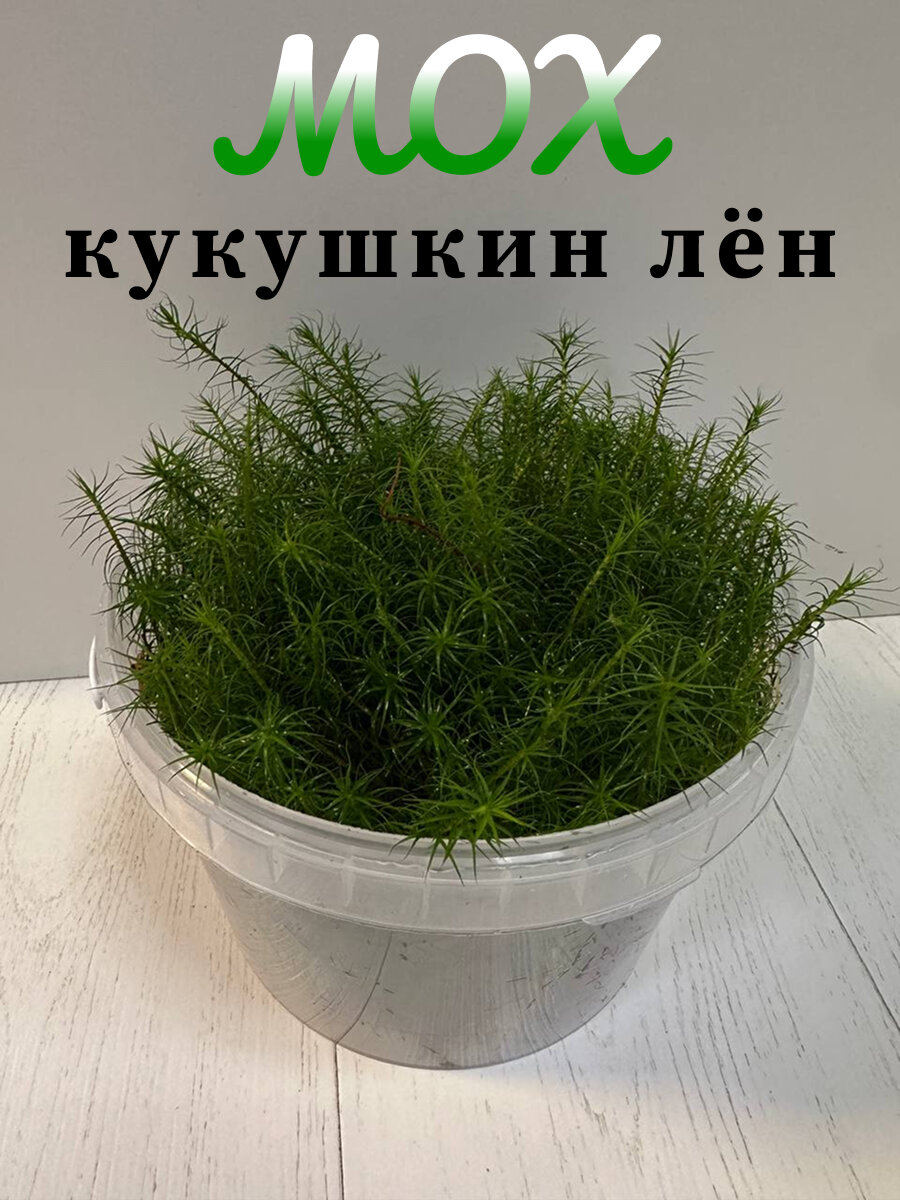 Мох кукушкин лен 2л свежий, для флорариумов, террариумов