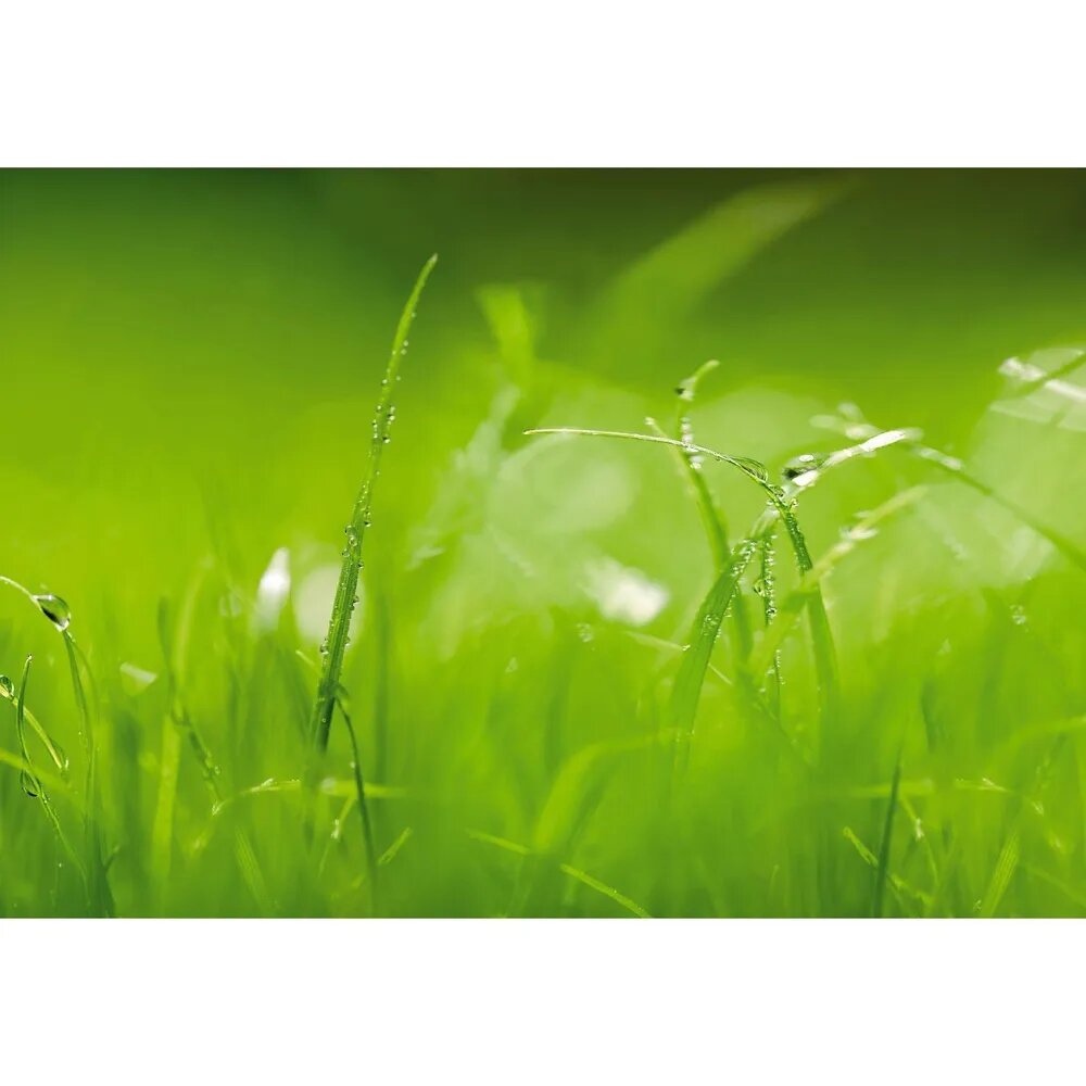 Фотообои Komar 8-886 "Green", 3,68 м х 2,54 м, 8 листов, клей в комплекте