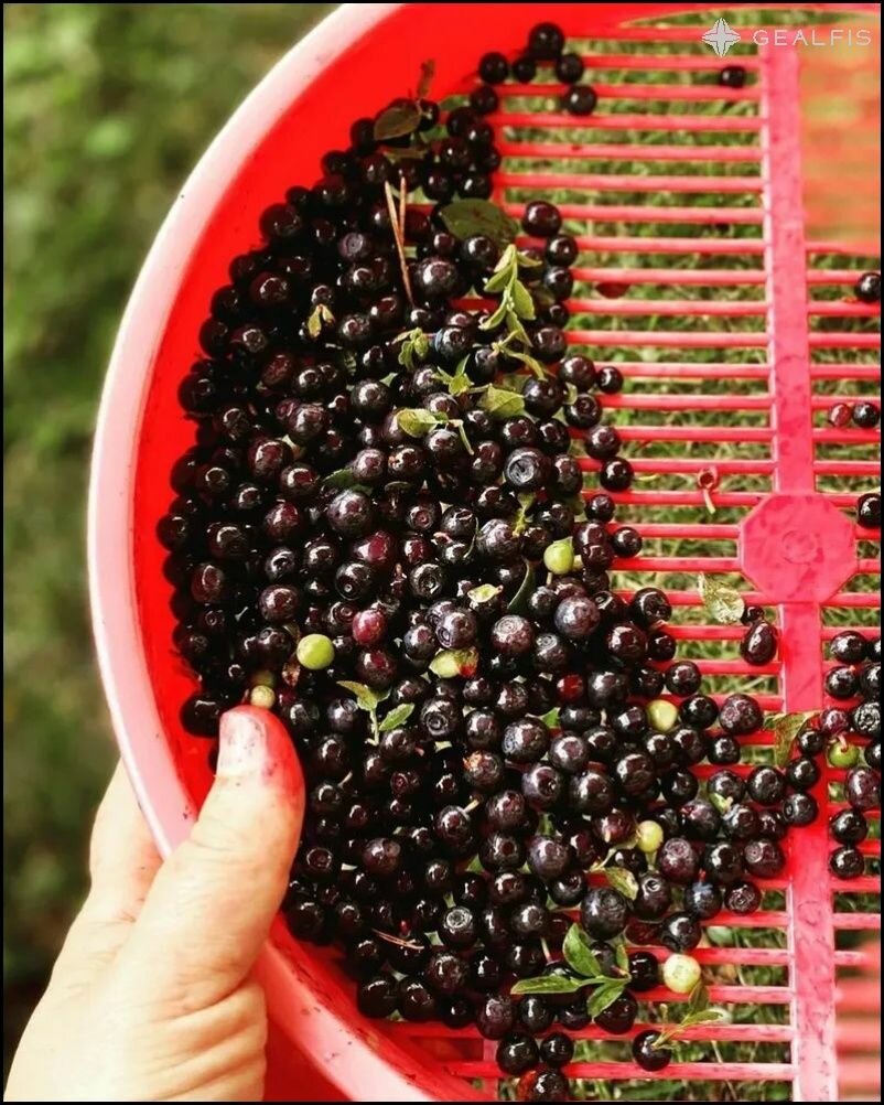 Сито для переборки ягод диаметр