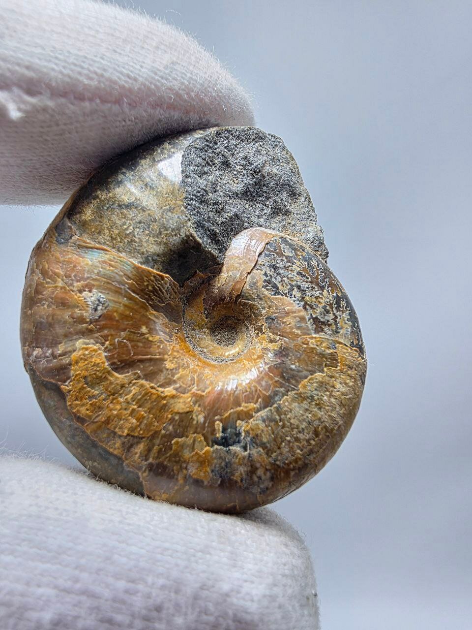 Аммонит перламутровый 37 мм, 21 г.
