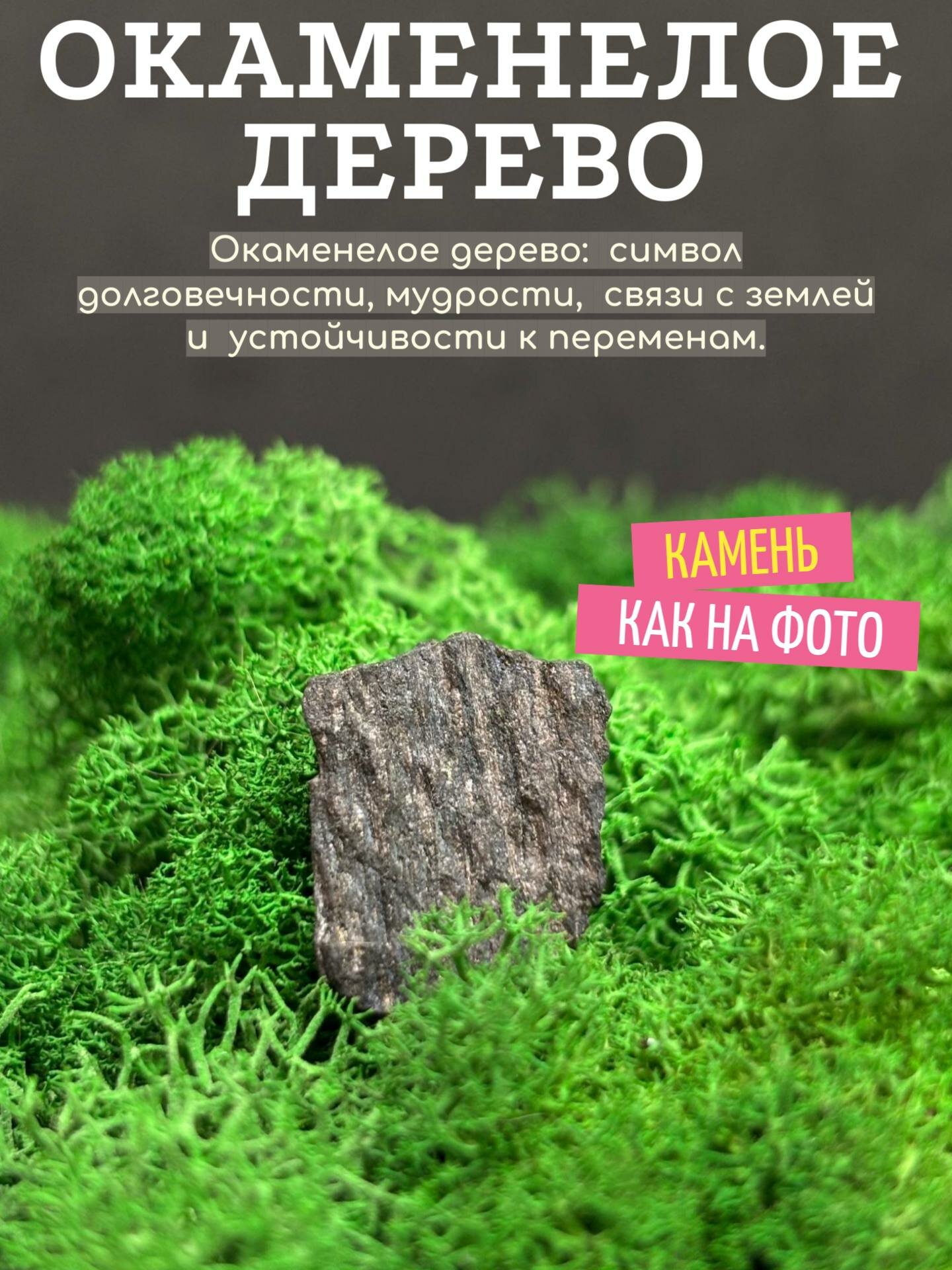 Окаменелое дерево