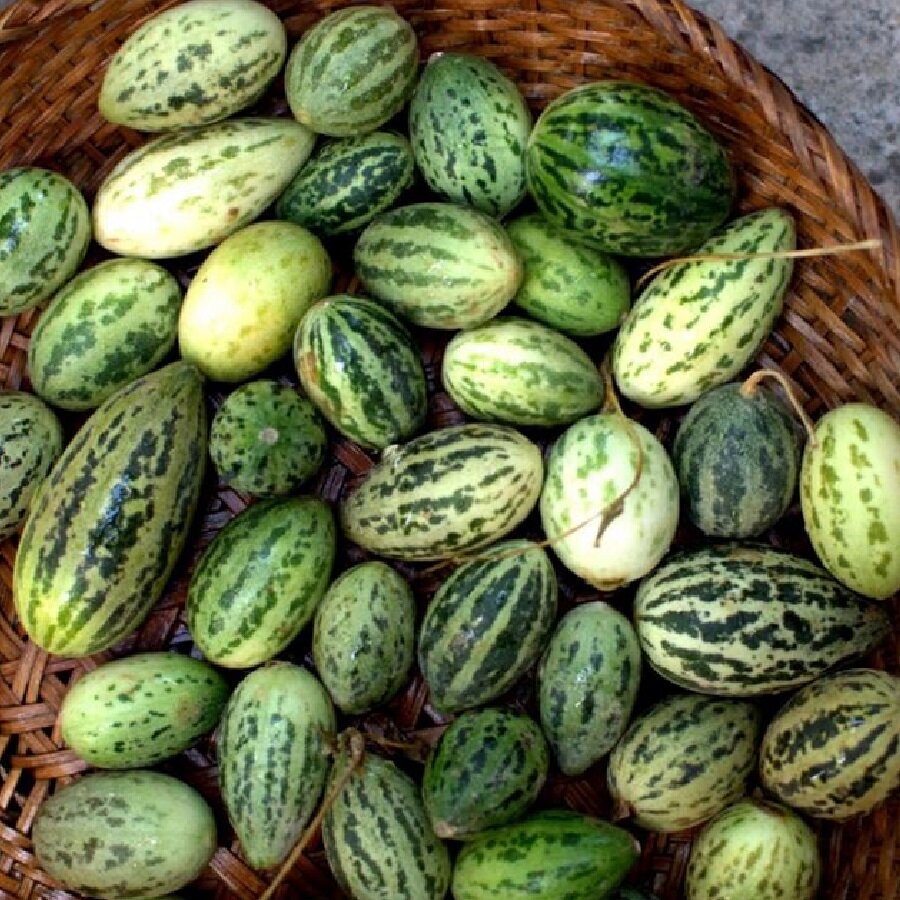 Семена Орешка Индийский дикий огурец-дыня, Качри 20 ШТ