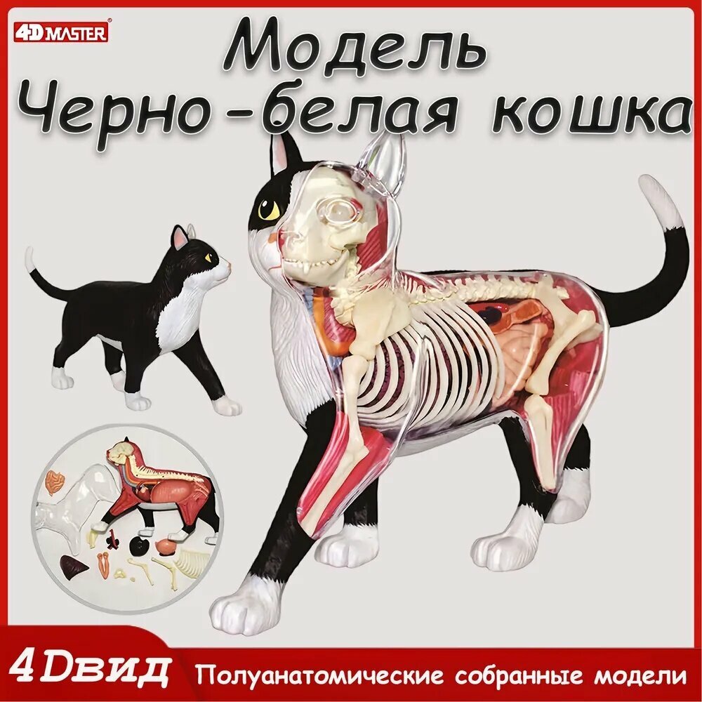 Анатомическая модель/Модель черно-белой кошки может быть использована для обучения детей, студентов-медиков