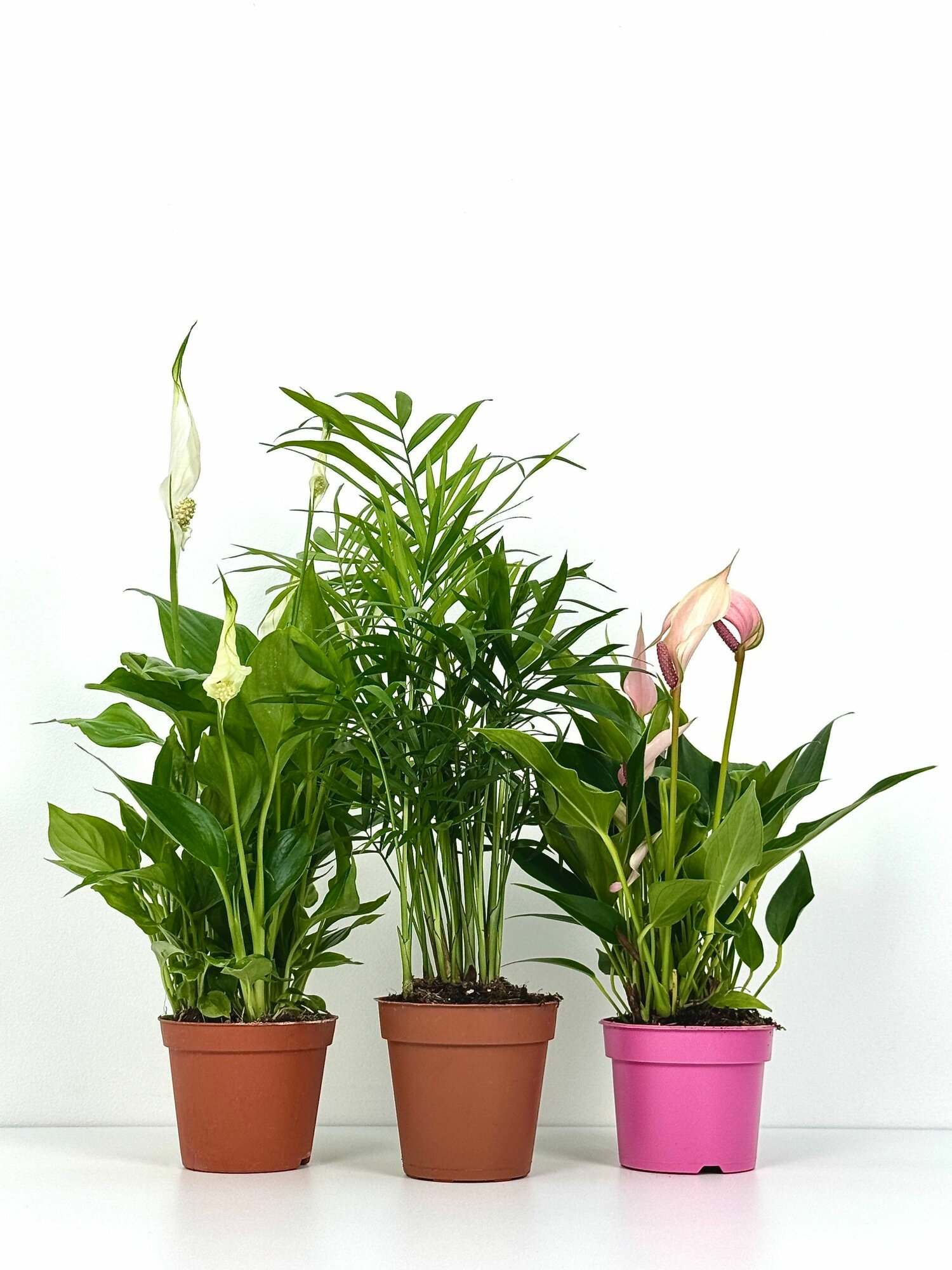 Набор 3 растения Спатифиллум Пальма Хамедорея Антуриум Лилли в горшке D9 (живые растения)