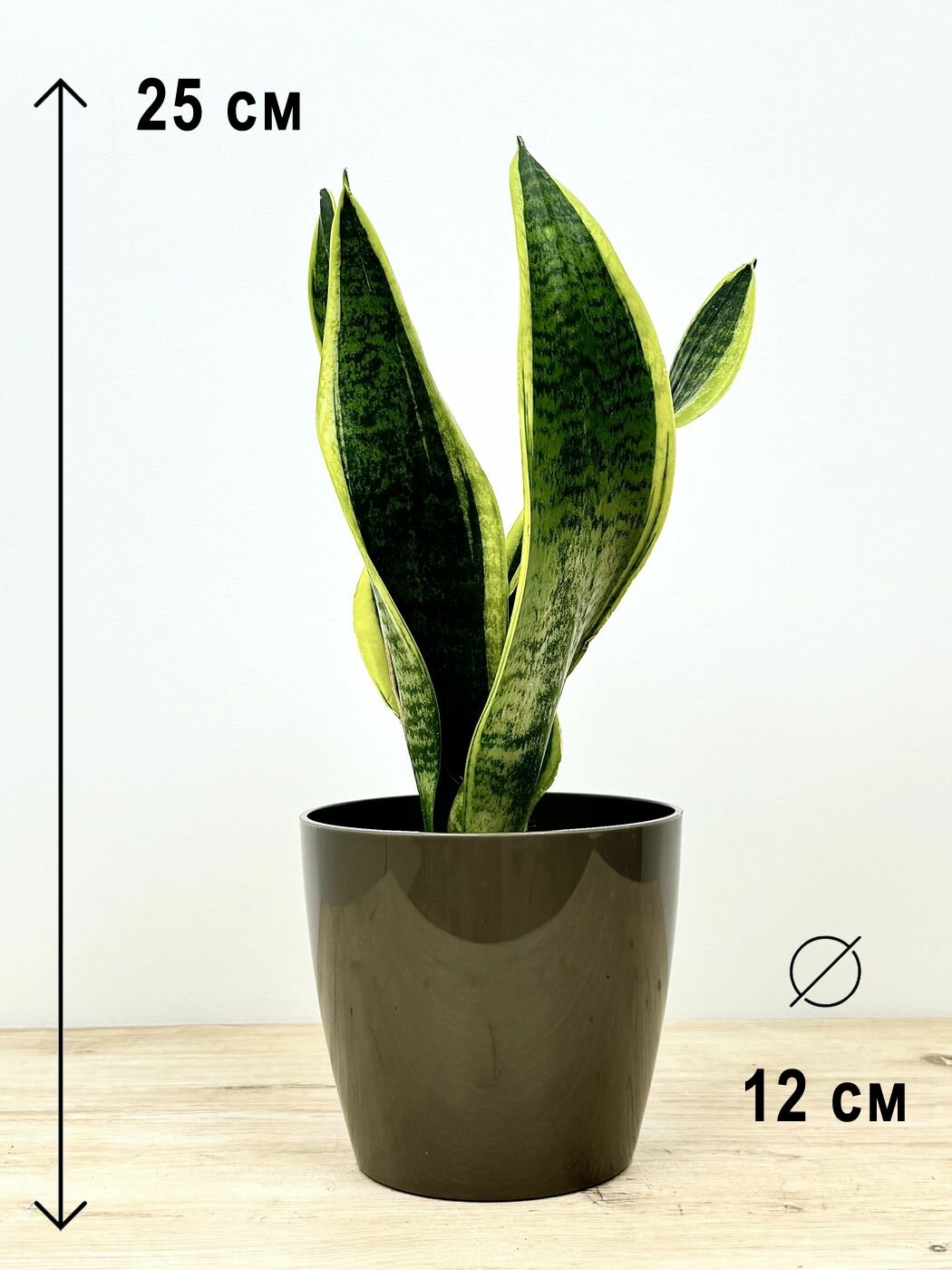 Сансевиерия Лауренти в пластиковом серо-коричневом кашпо, высота композиции 25-30см