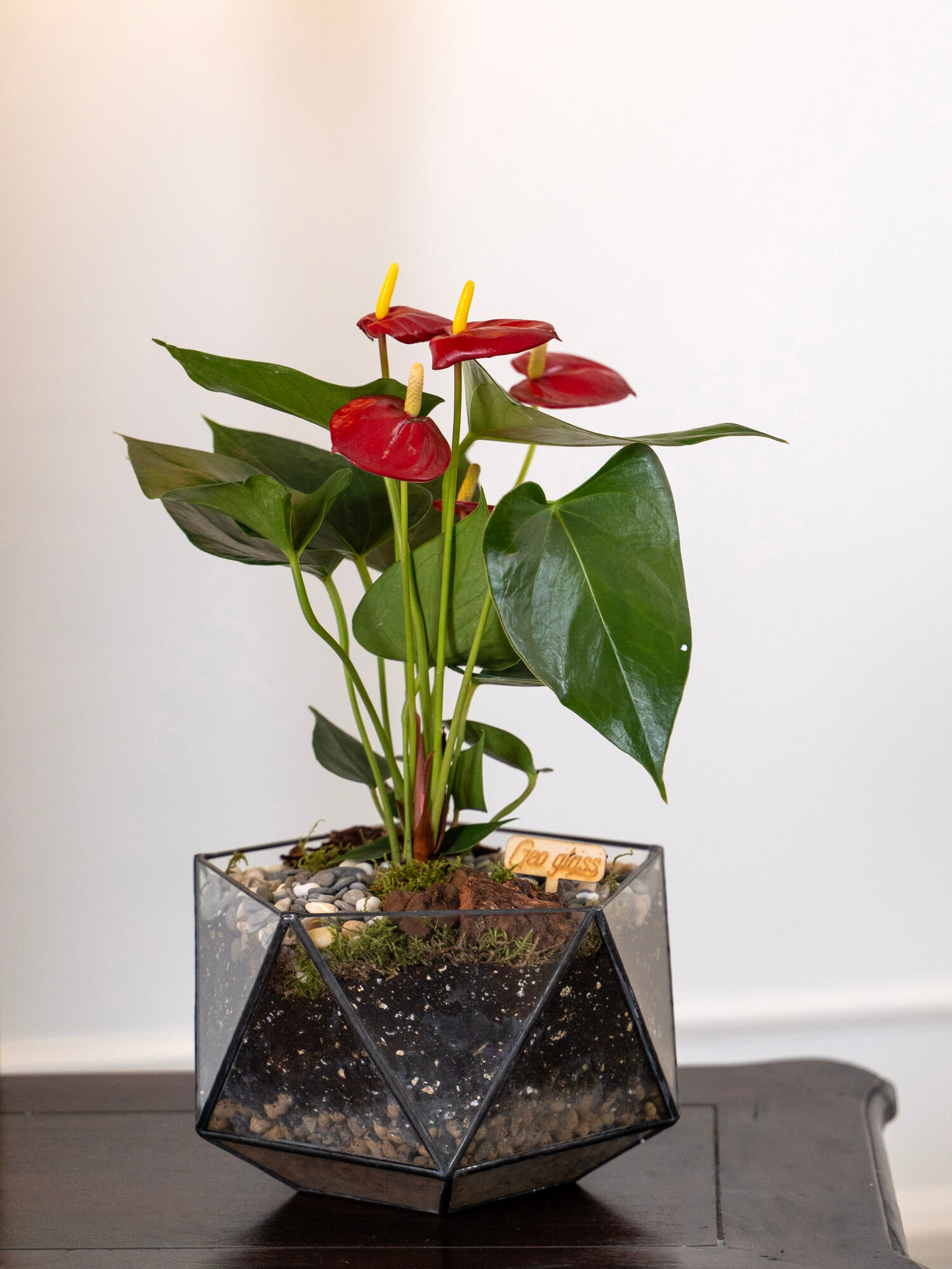 Geo Glass: Антуриум цветок в прозрачном кашпо , комнатные растения живые 30-35 см