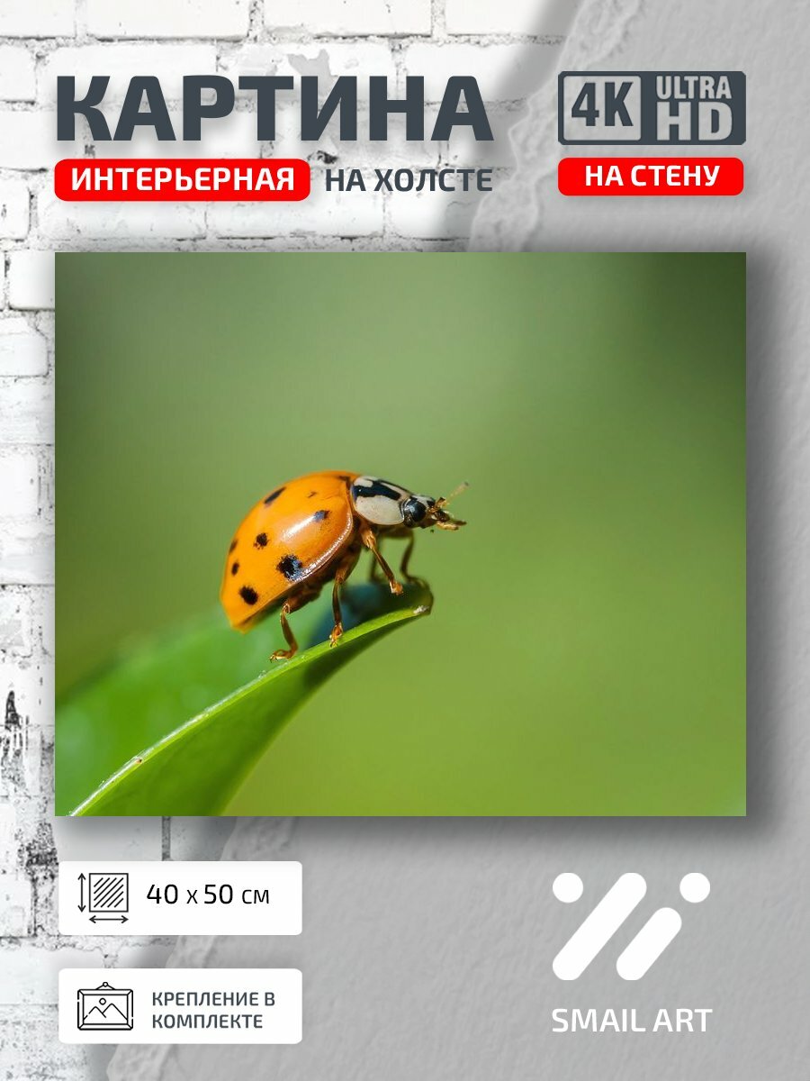 Картина на холсте интерьерная 40 на 50 на стену Фон Macro для кабинета макро интерьер декор