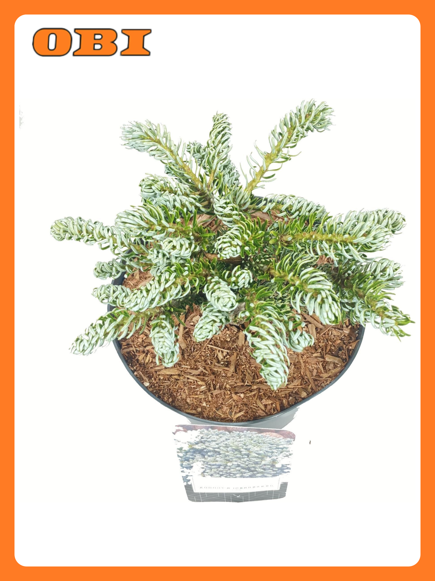 Растение Пихта Кохоутс Ай с Брейкер 884438, террариум, высота H25-30
