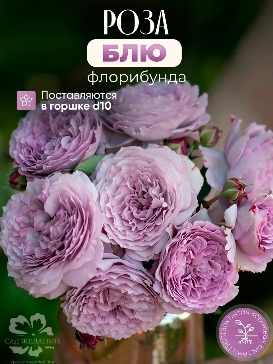 Японская роза Блю даймонд в горшке 1 л, живое растение в горшке, саженец для сада, озеленение участка