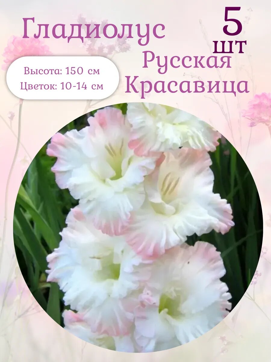 Гладиолус махровый, многолетние цветы, луковицы 5 штук